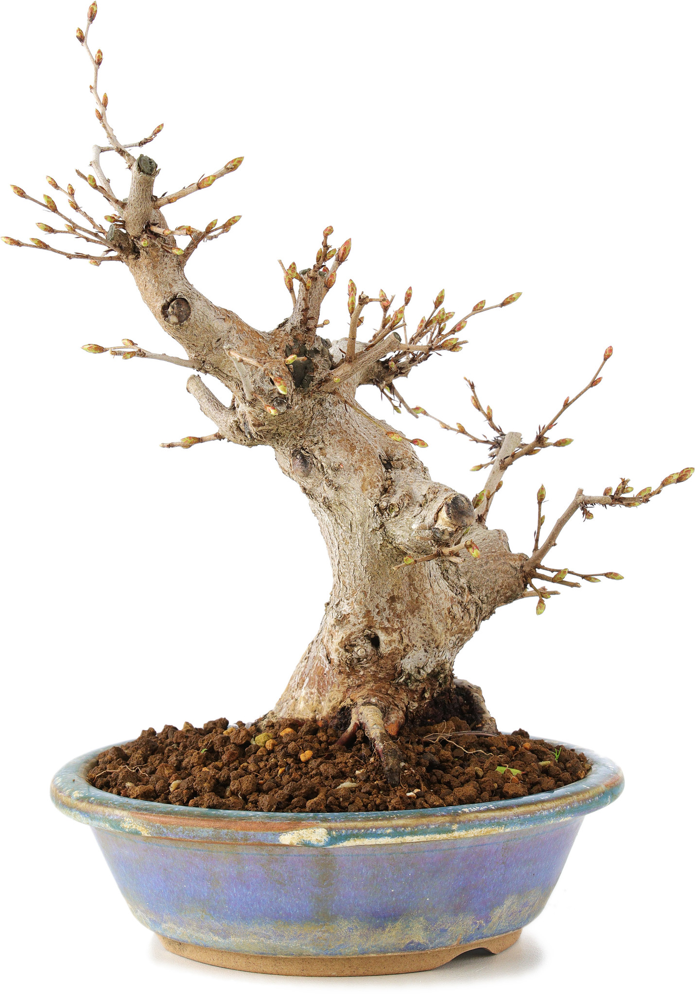 Carpinus coreana, 22 cm, ± 20 years old - Bonsai Plaza