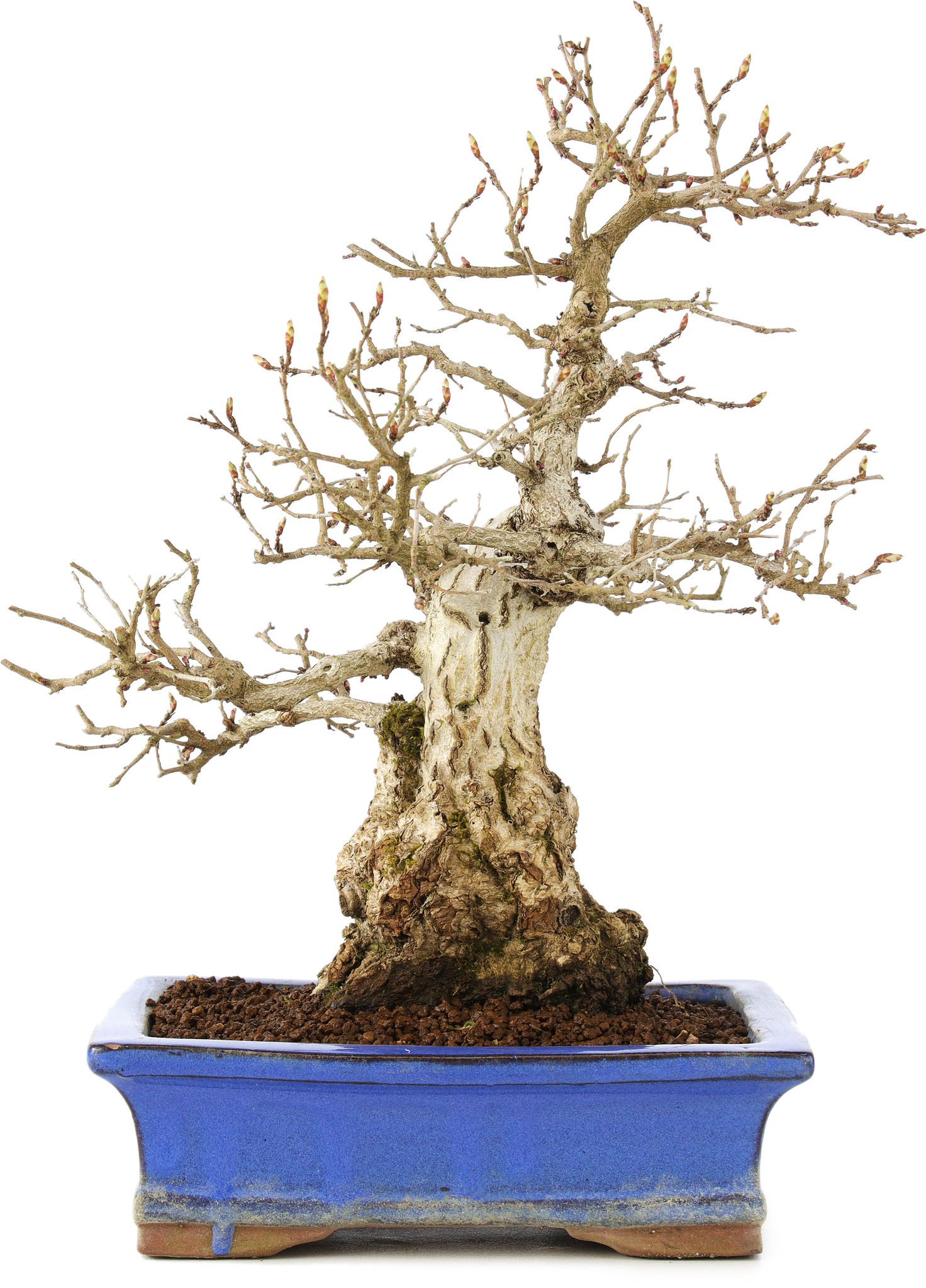 Carpinus coreana, 25 cm, ± 40 years old - Bonsai Plaza