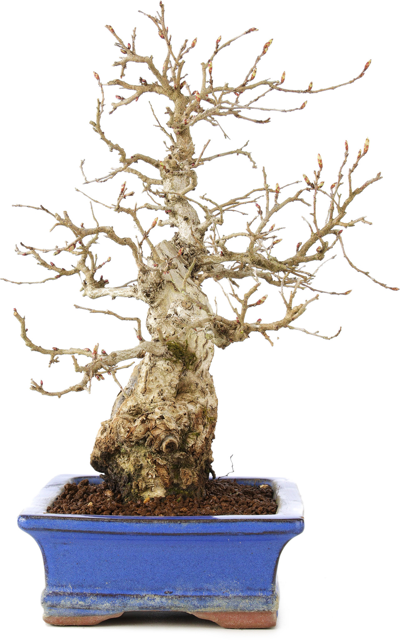 Carpinus coreana, 25 cm, ± 40 years old - Bonsai Plaza