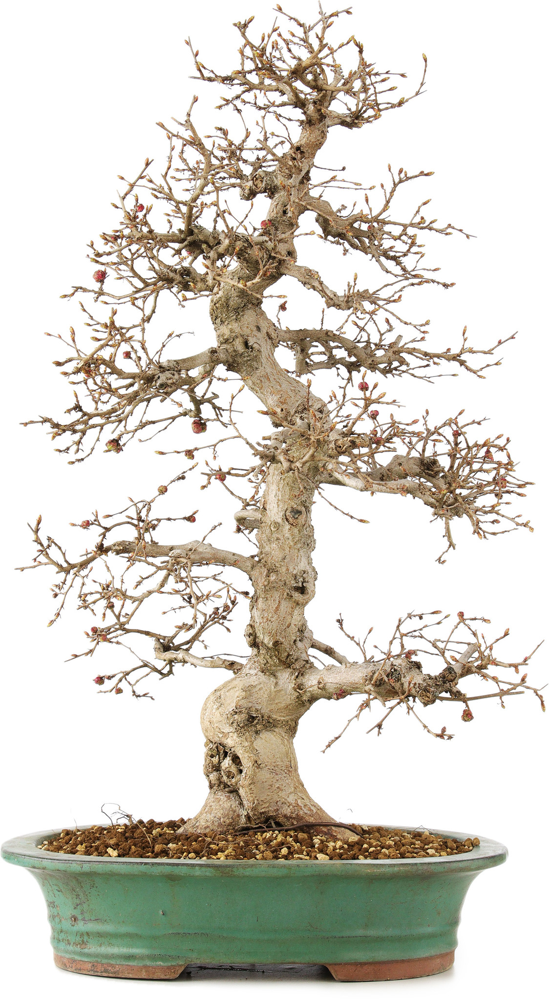 Carpinus coreana, 58 cm, ± 25 ans - Bonsai Plaza