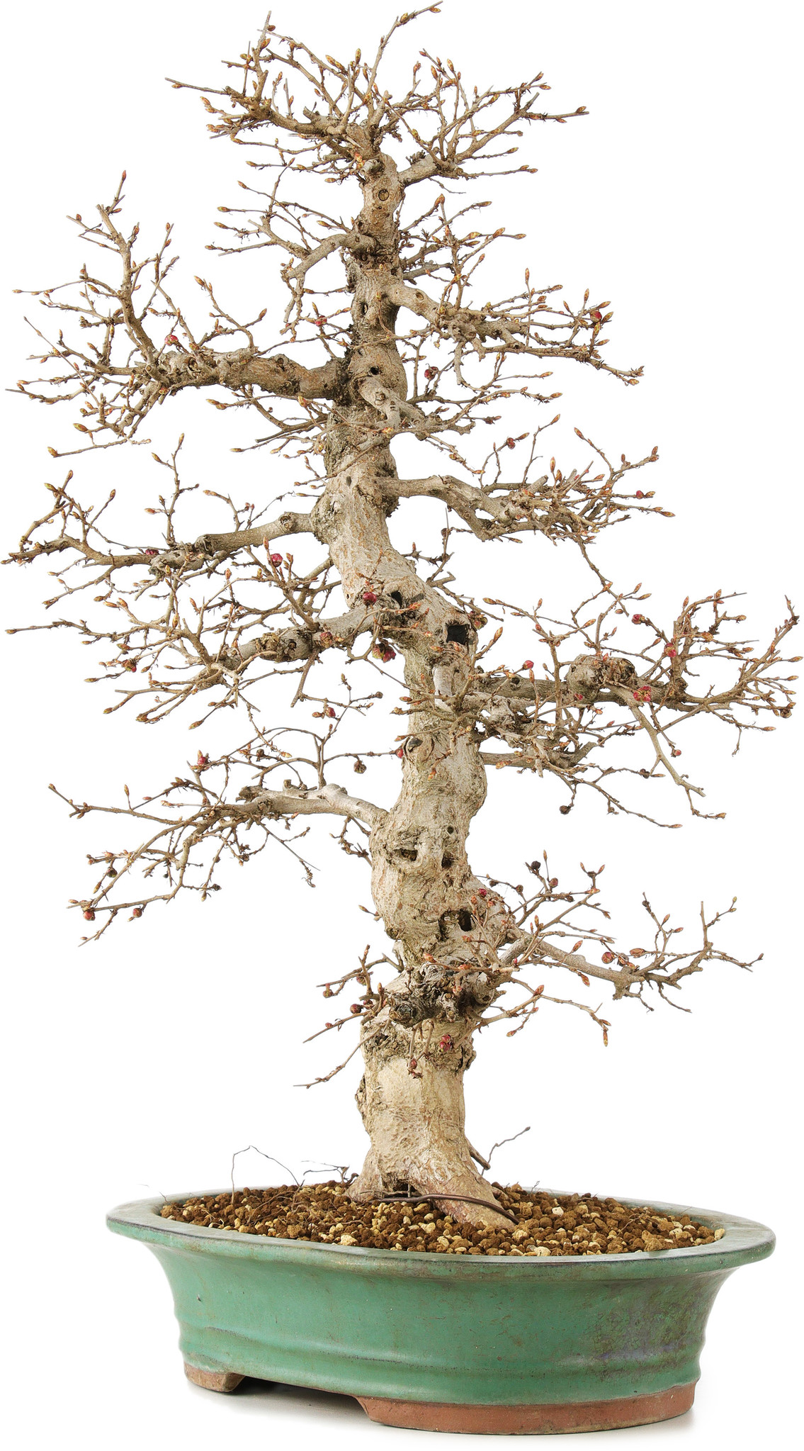 Carpinus coreana, 58 cm, ± 25 years old - Bonsai Plaza