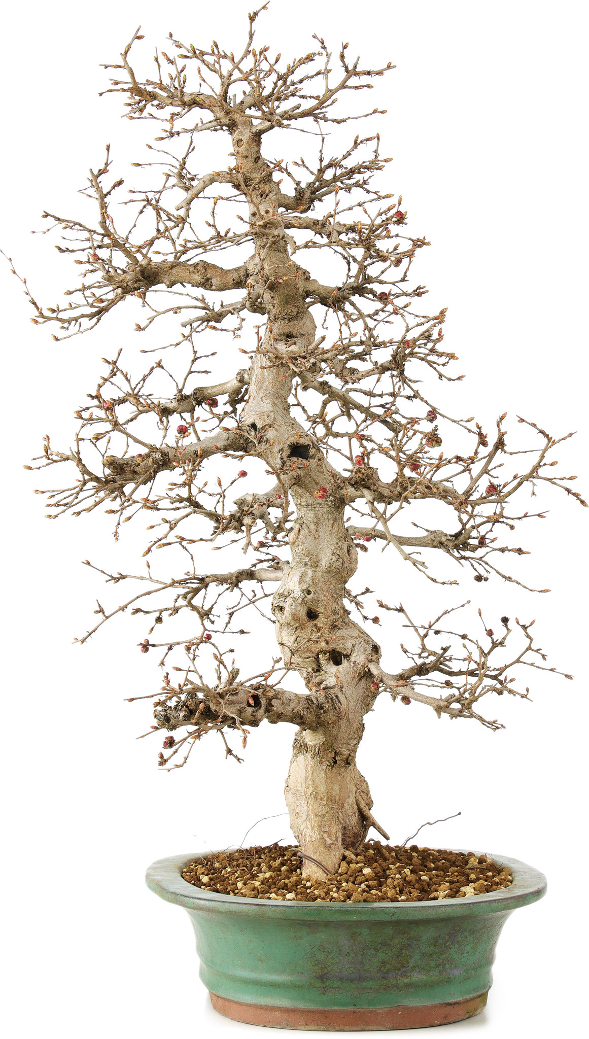 Carpinus coreana, 58 cm, ± 25 years old - Bonsai Plaza