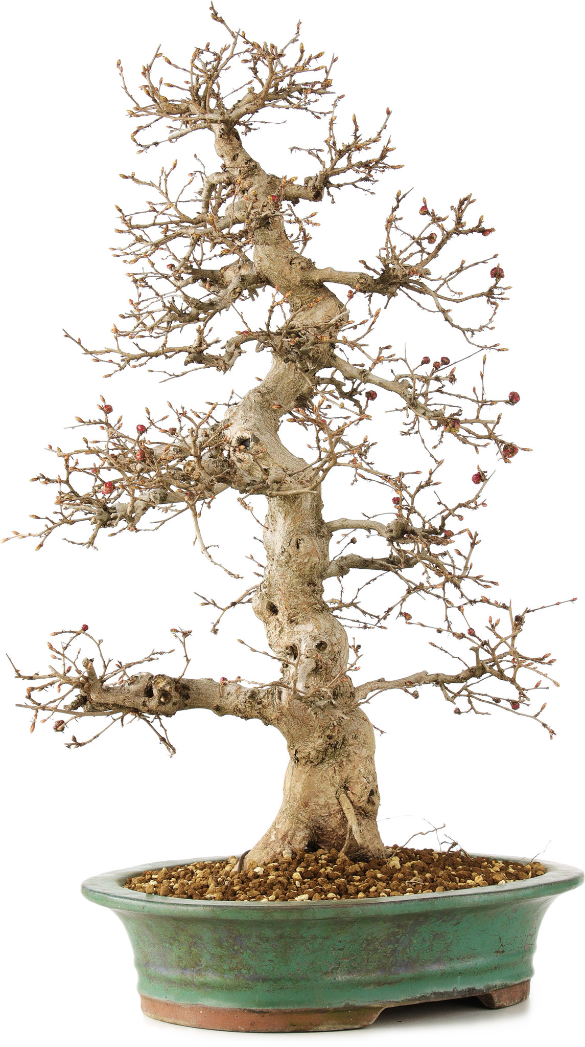 Carpinus coreana, 58 cm, ± 25 years old - Bonsai Plaza