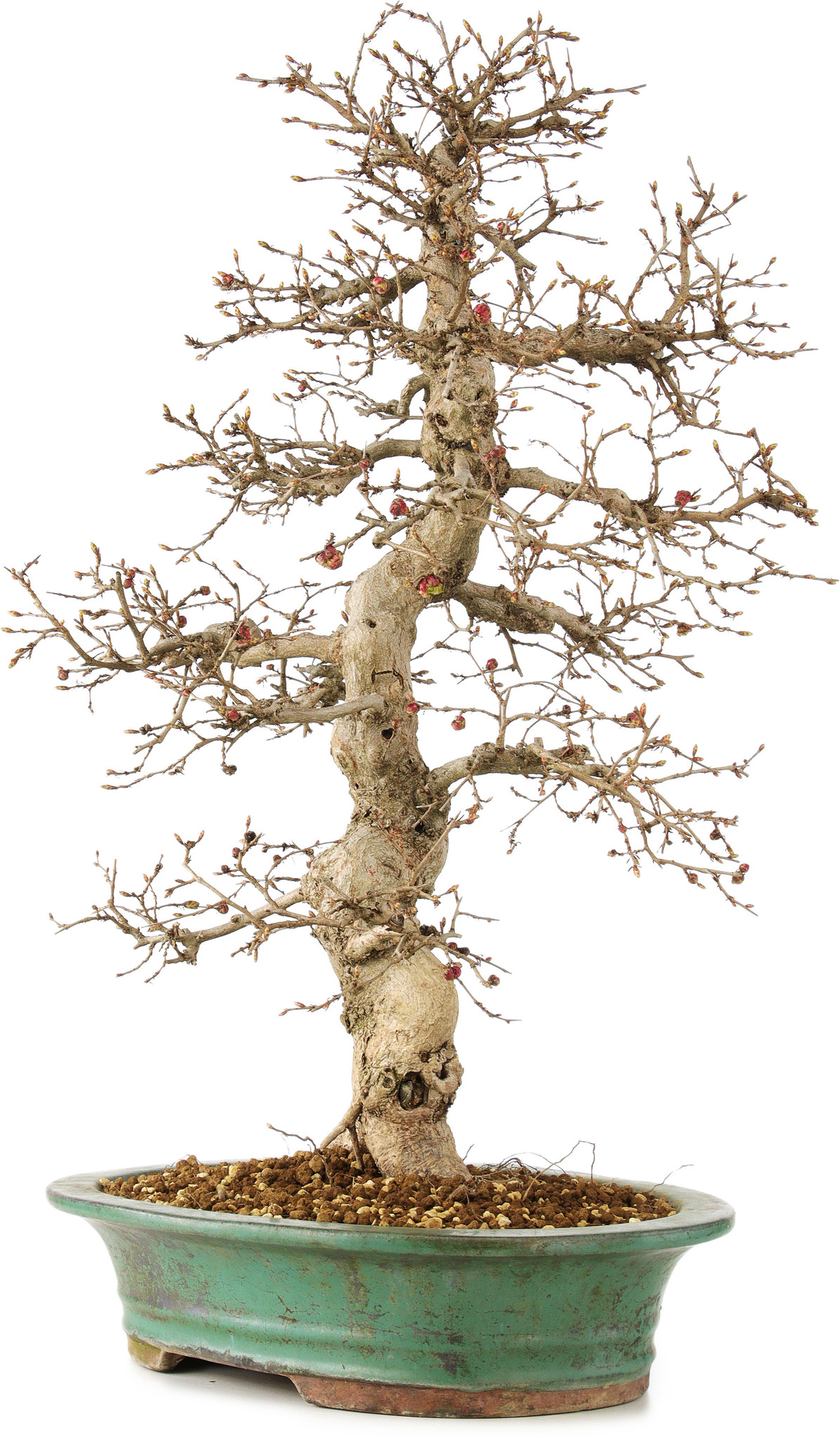 Carpinus coreana, 58 cm, ± 25 years old - Bonsai Plaza
