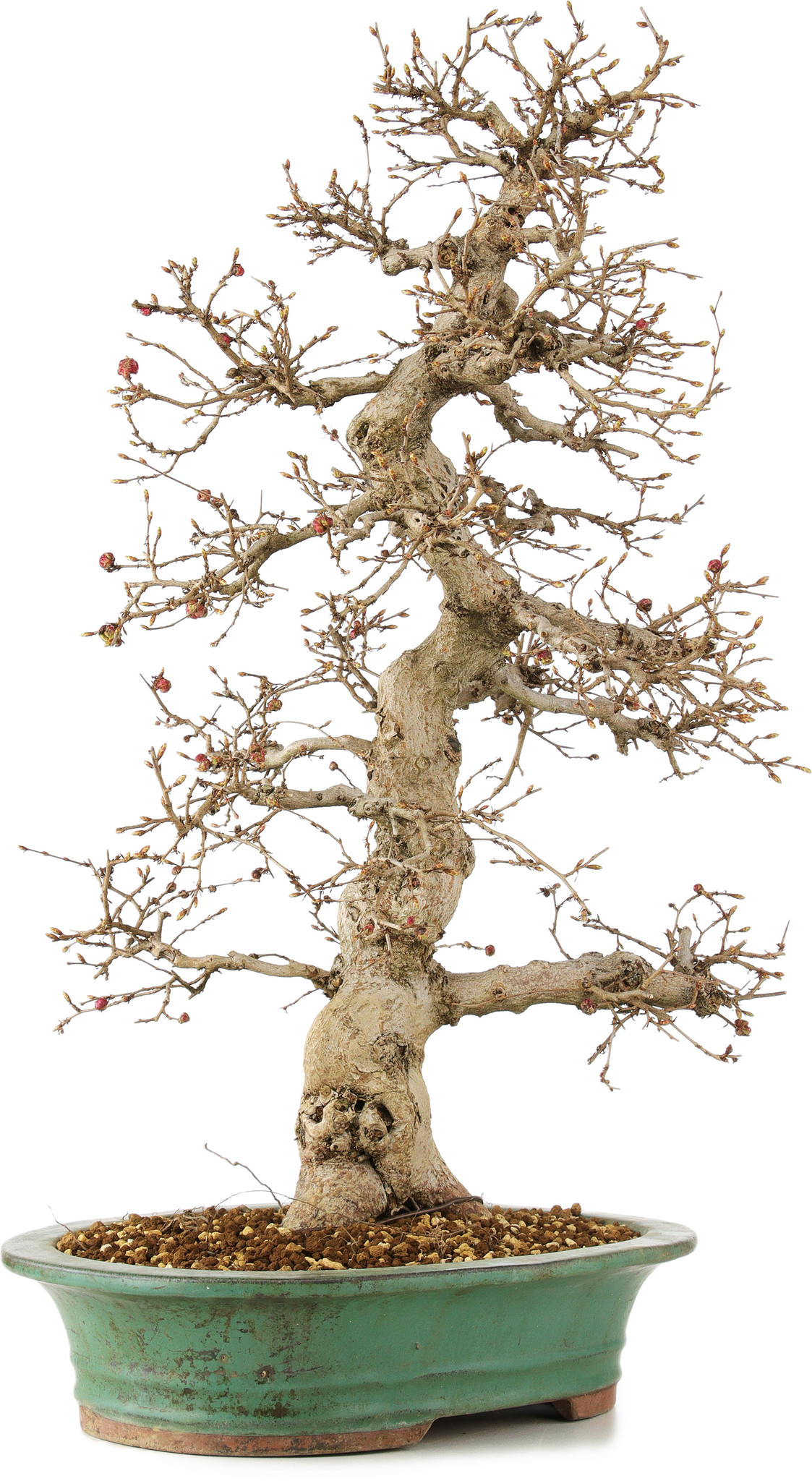 Carpinus coreana, 58 cm, ± 25 anni - Bonsai Plaza