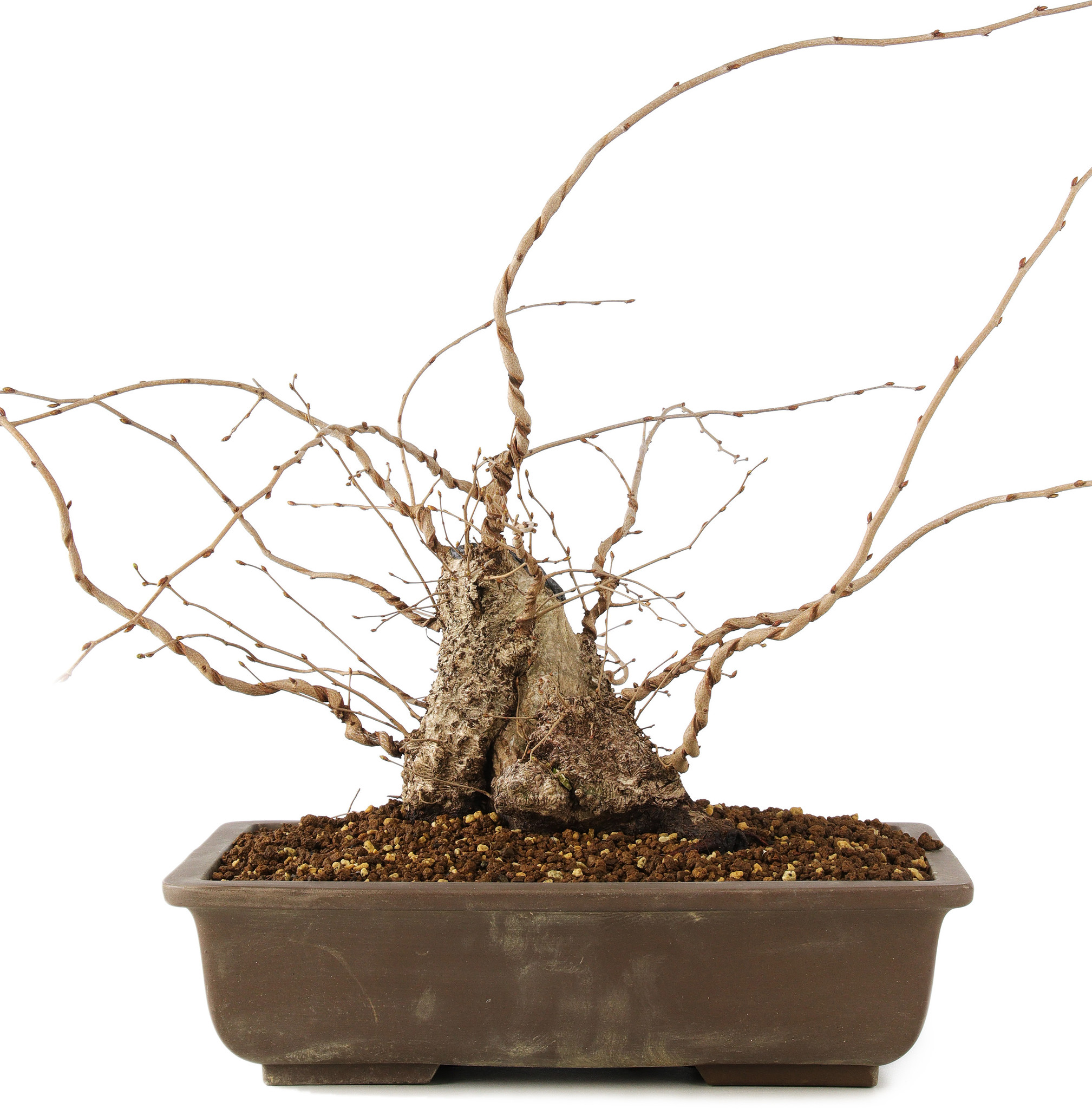 Carpinus coreana, 30 cm, ± 40 years old - Bonsai Plaza