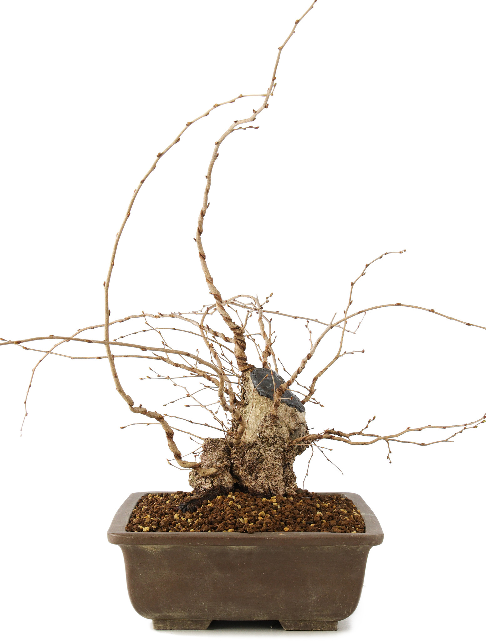 Carpinus coreana, 30 cm, ± 40 years old - Bonsai Plaza