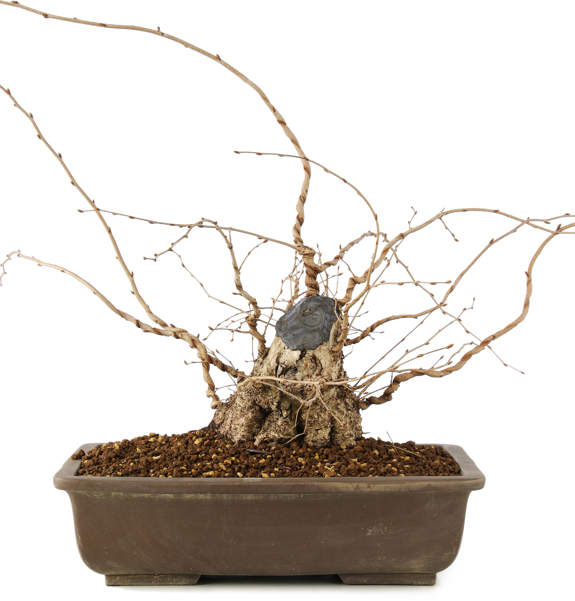 Carpinus coreana, 30 cm, ± 40 years old - Bonsai Plaza