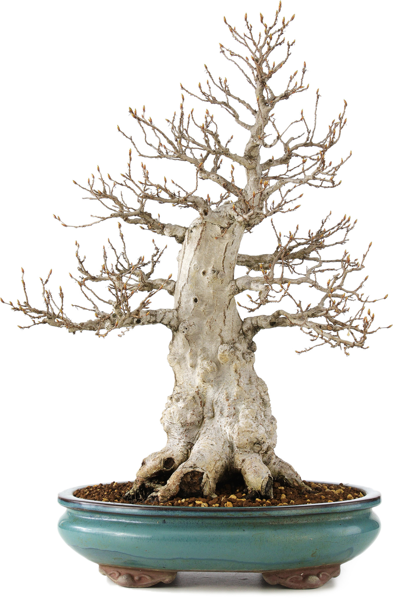 Carpinus coreana, 50 cm, ± 50 years old - Bonsai Plaza