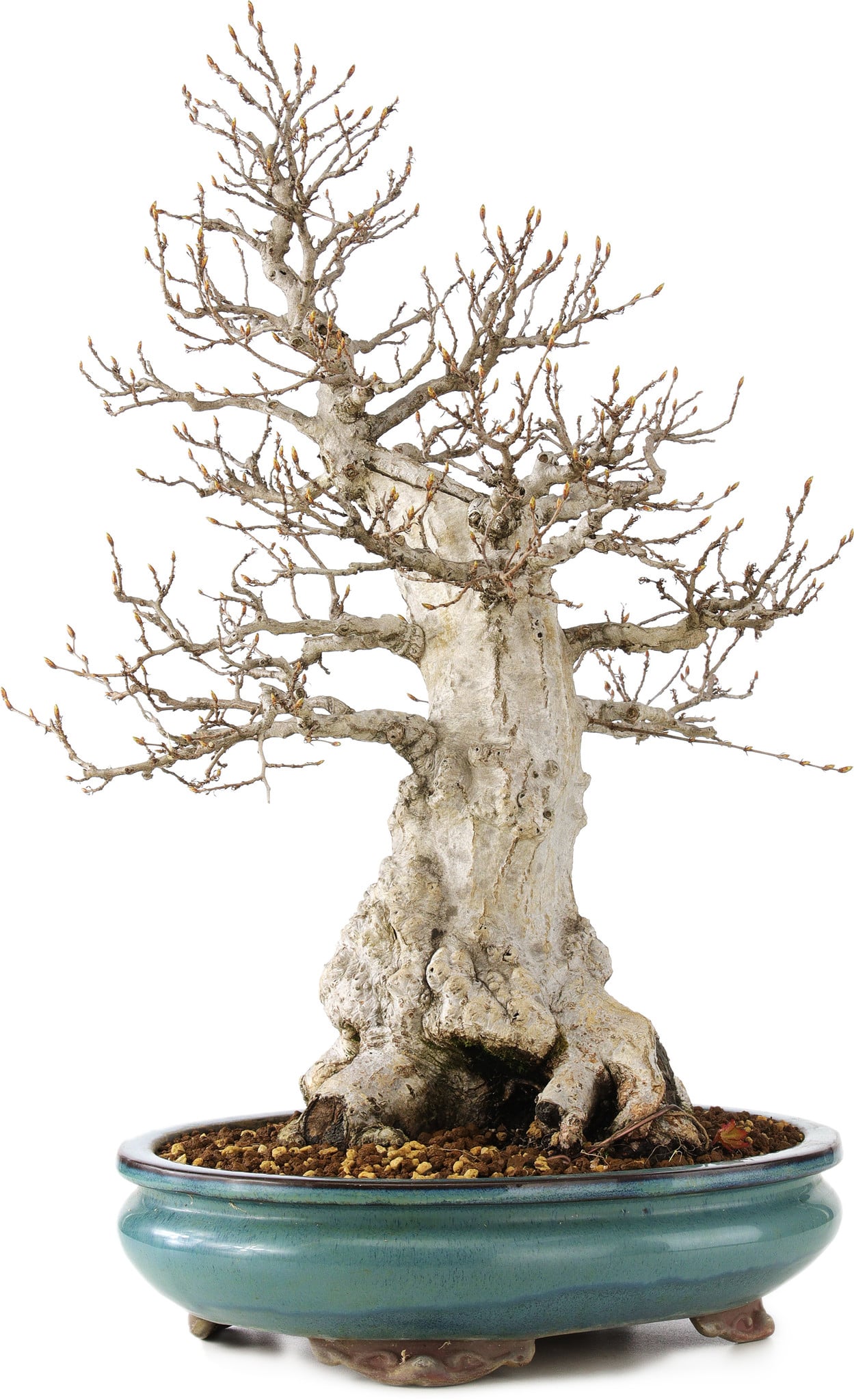 Carpinus coreana, 50 cm, ± 50 years old - Bonsai Plaza