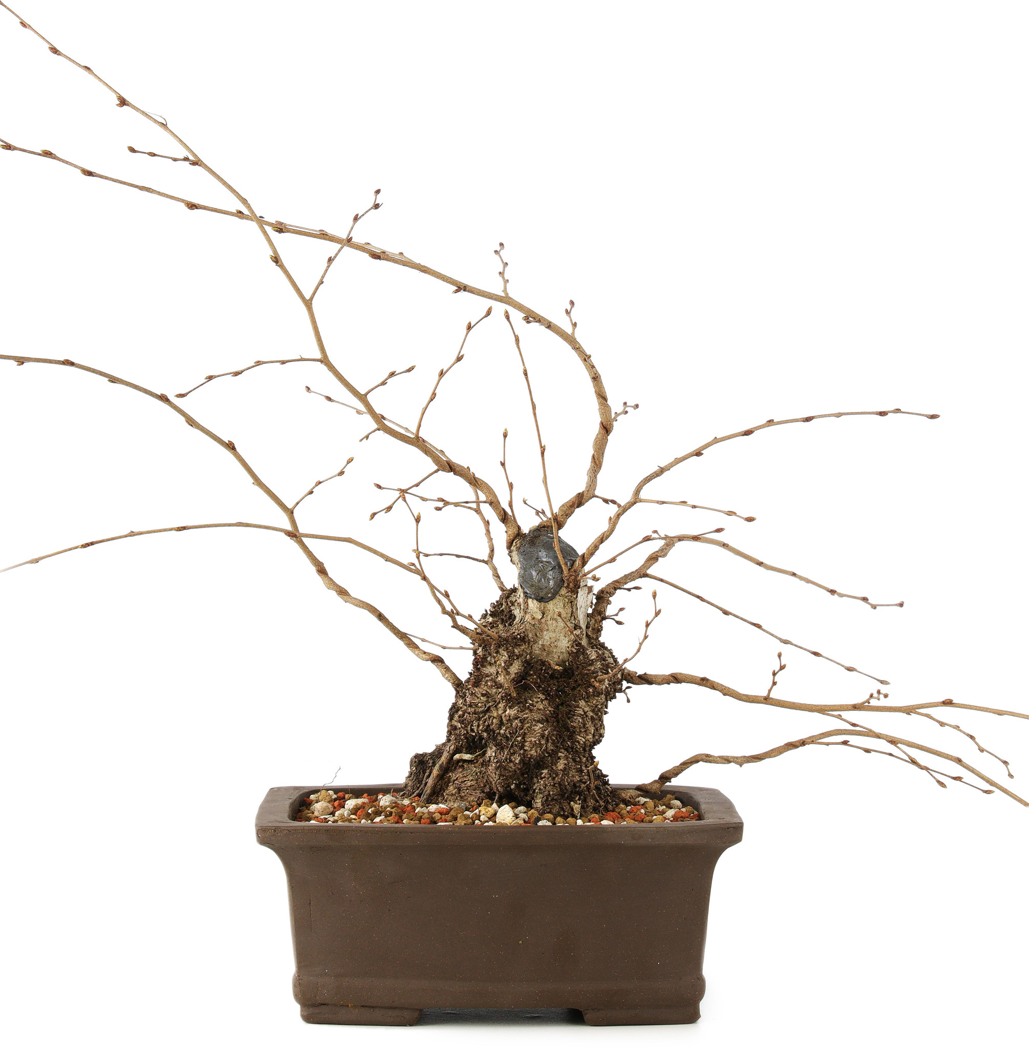 Carpinus coreana, 26 cm, ± 35 years old - Bonsai Plaza