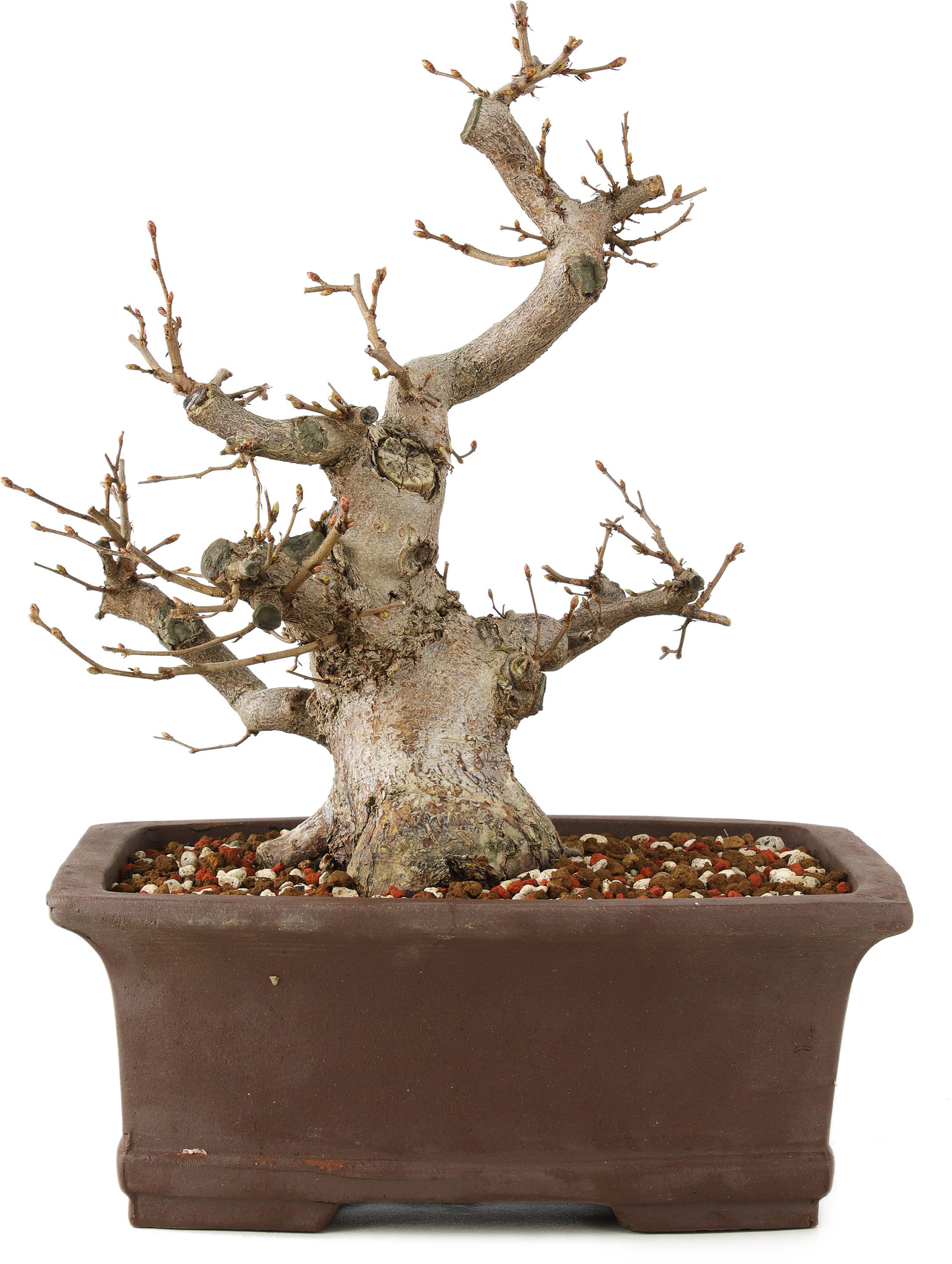 Carpinus coreana, 25 cm, ± 20 años - Bonsai Plaza