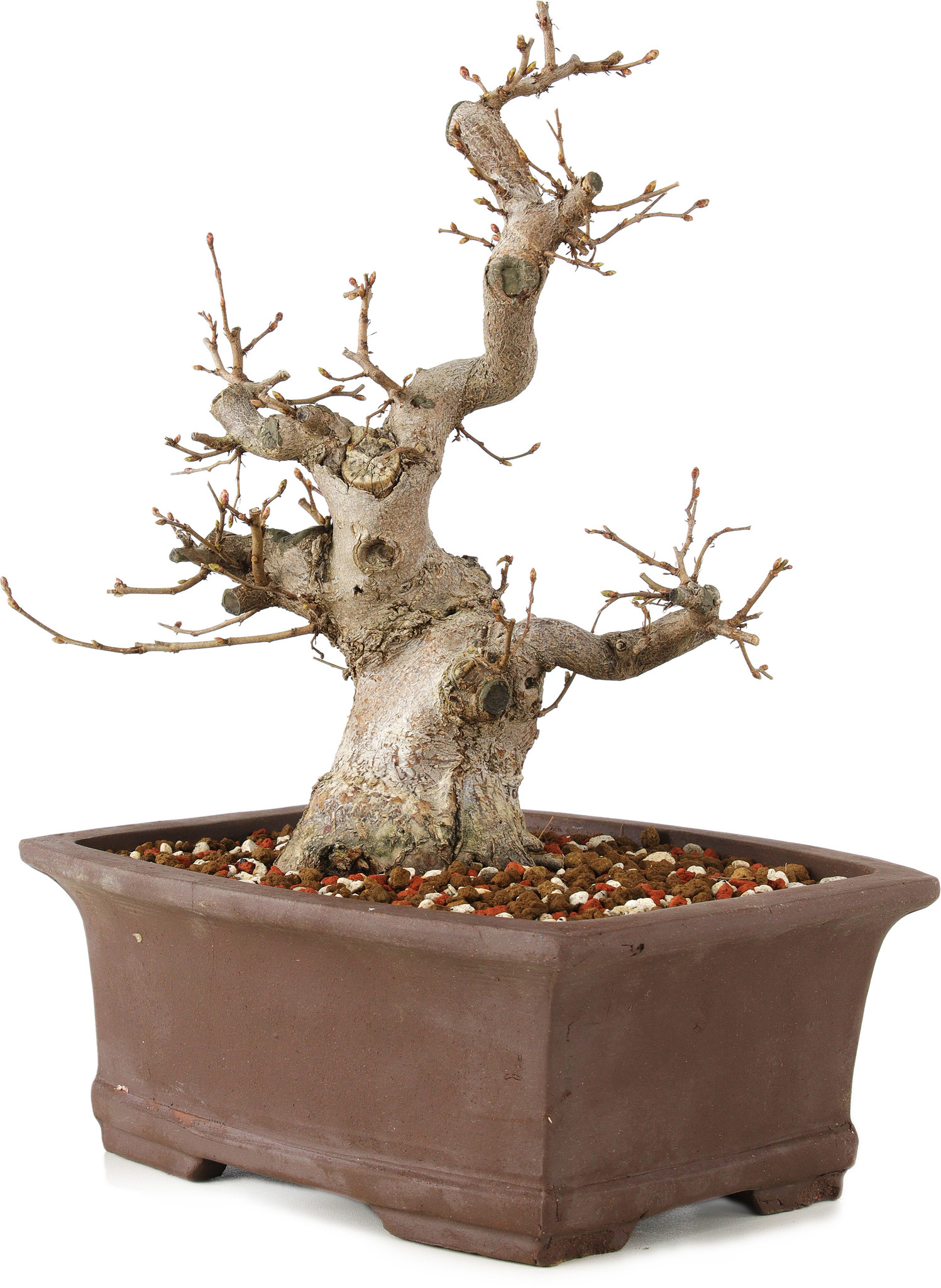 Carpinus coreana, 25 cm, ± 20 years old - Bonsai Plaza