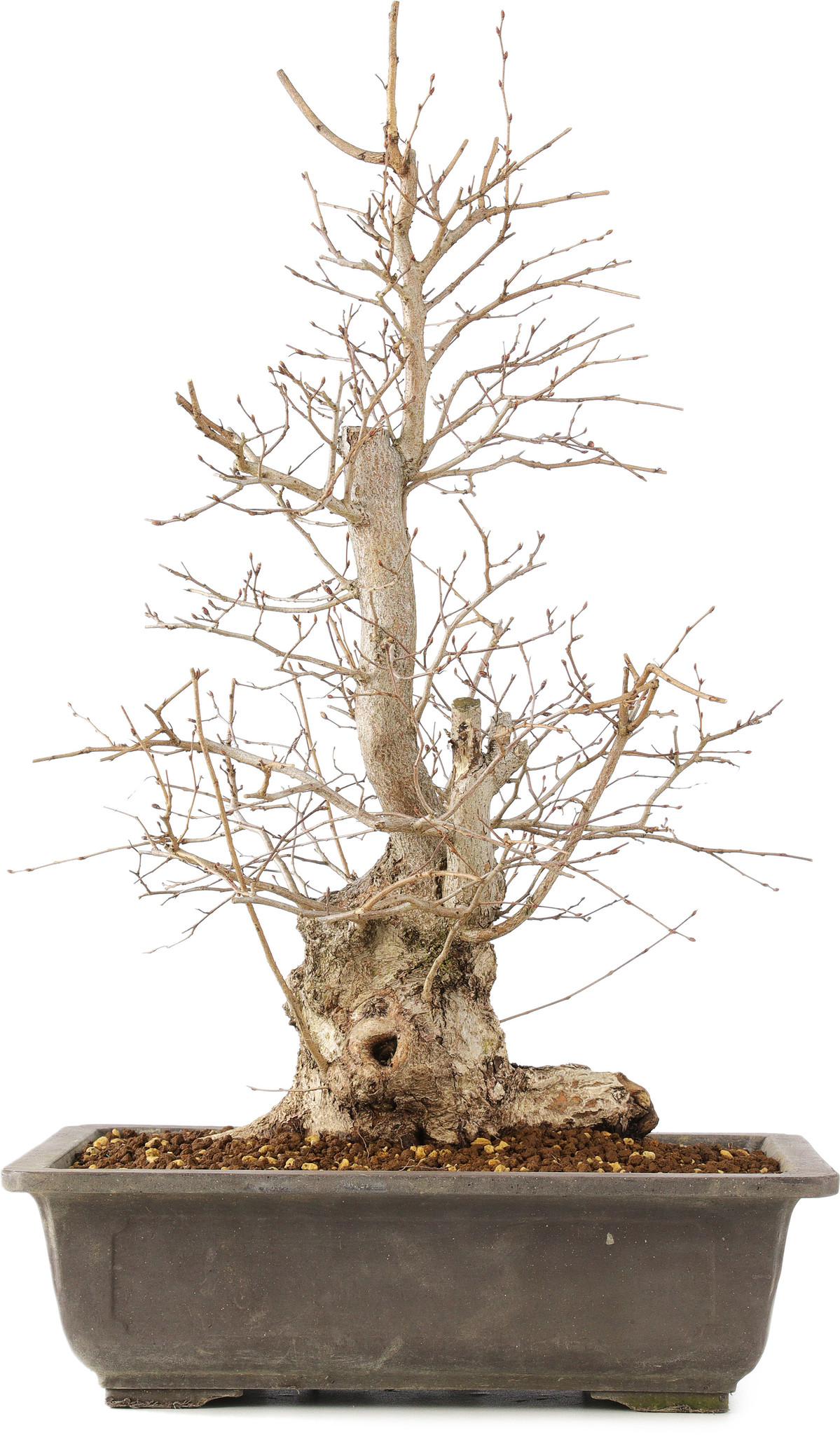Carpinus coreana, 51 cm, ± 20 years old - Bonsai Plaza