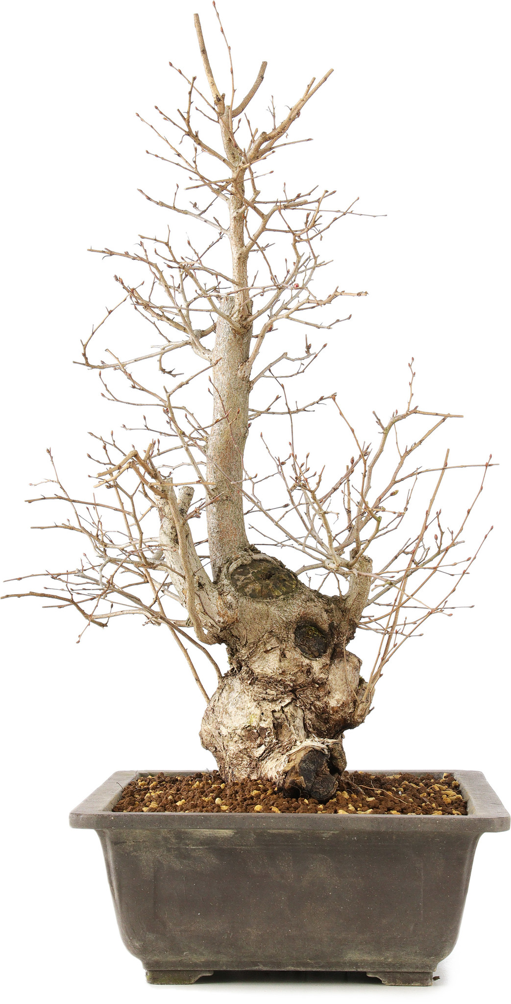 Carpinus coreana, 51 cm, ± 20 years old - Bonsai Plaza