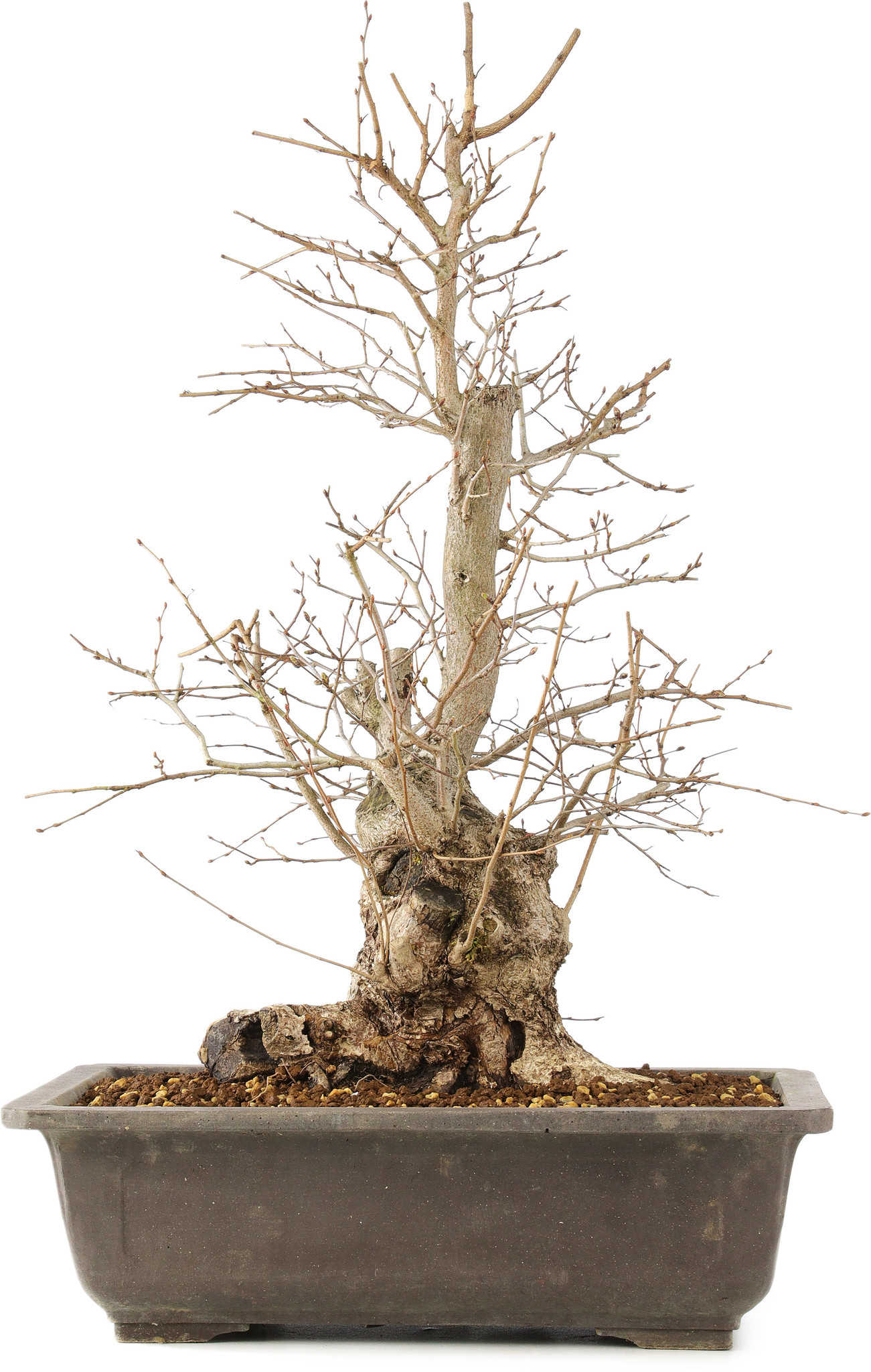 Carpinus coreana, 51 cm, ± 20 years old - Bonsai Plaza