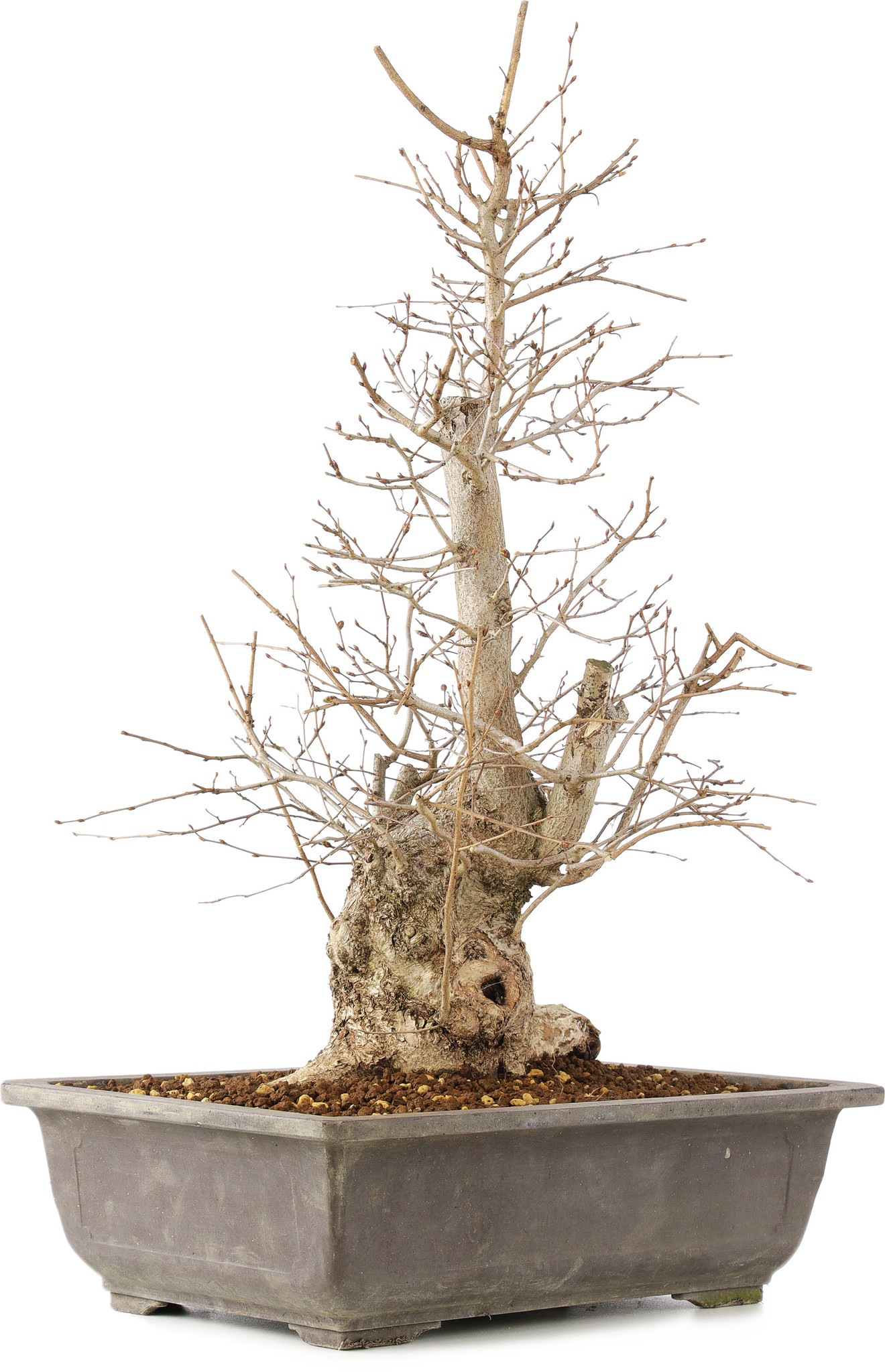 Carpinus coreana, 51 cm, ± 20 years old - Bonsai Plaza