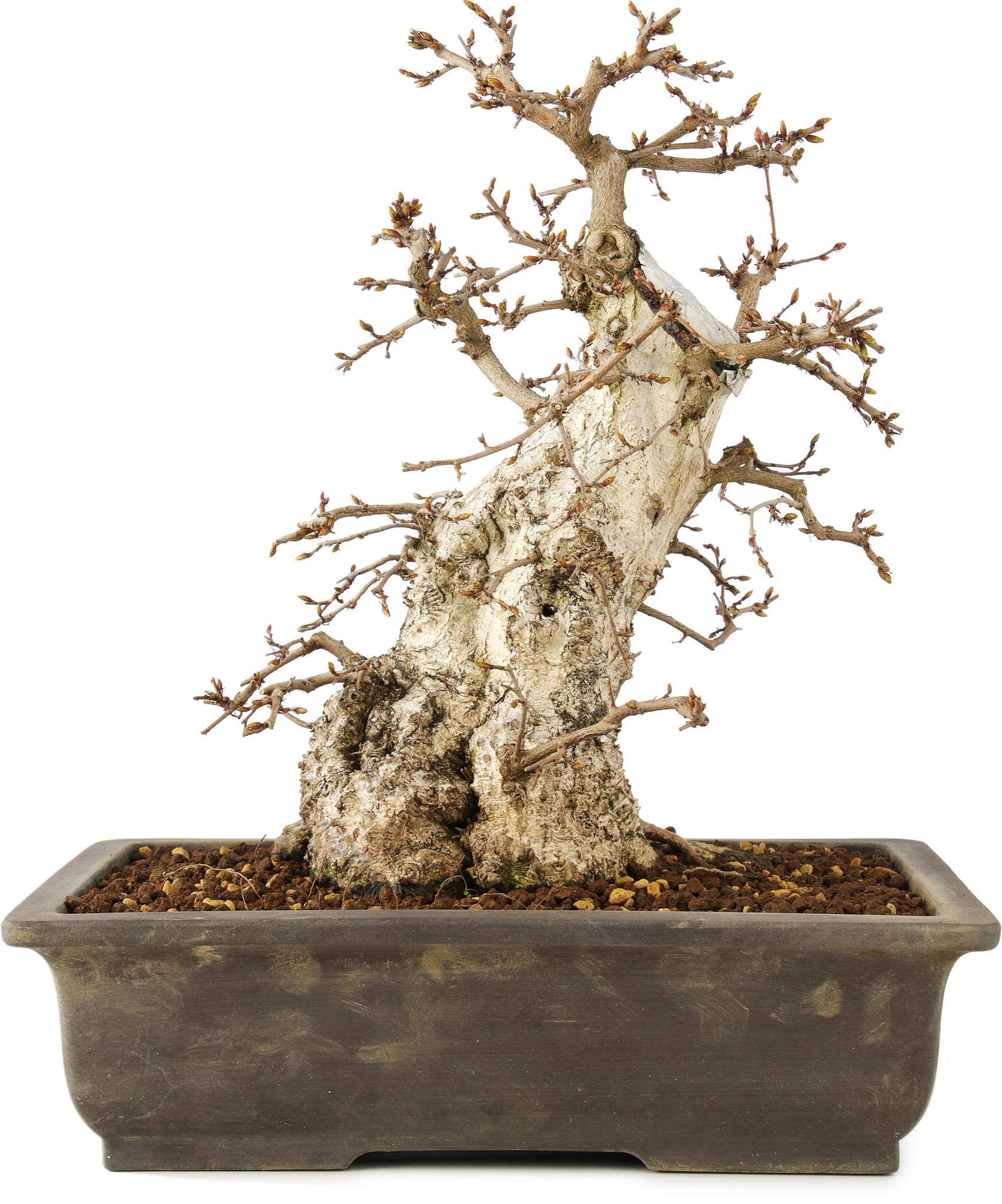 Carpinus coreana, 30 cm, ± 40 anni - Bonsai Plaza