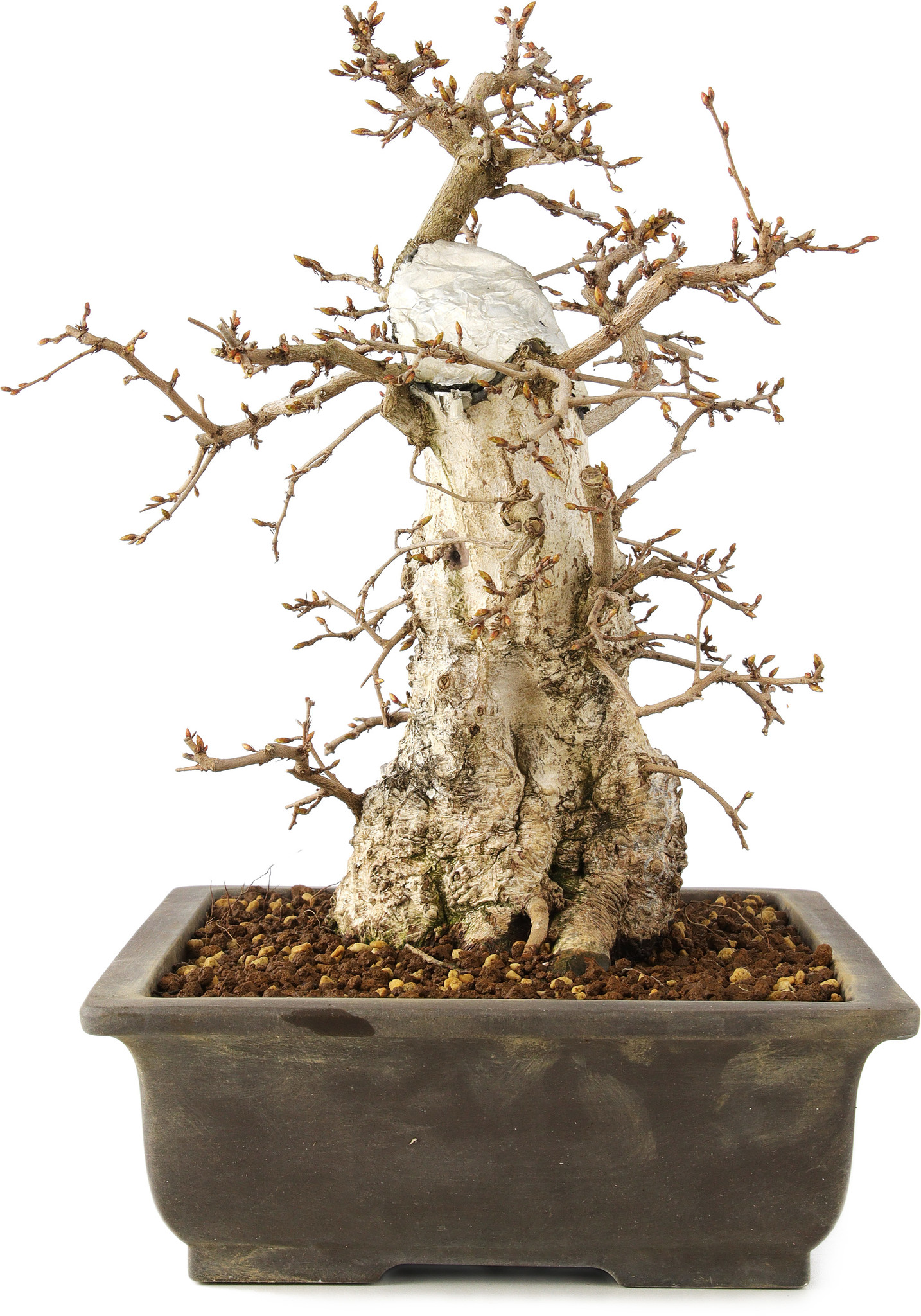 Carpinus coreana, 30 cm, ± 40 years old - Bonsai Plaza