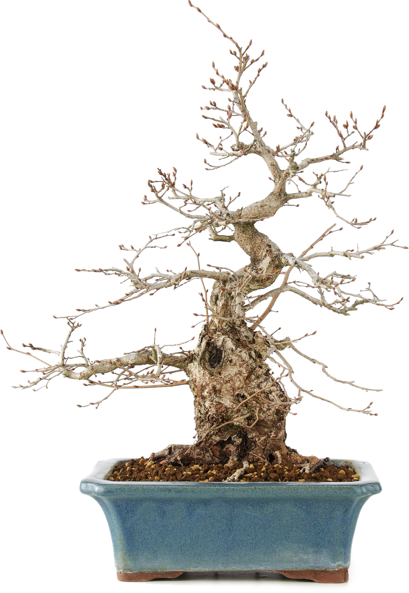 Carpinus coreana, 41 cm, ± 40 years old - Bonsai Plaza