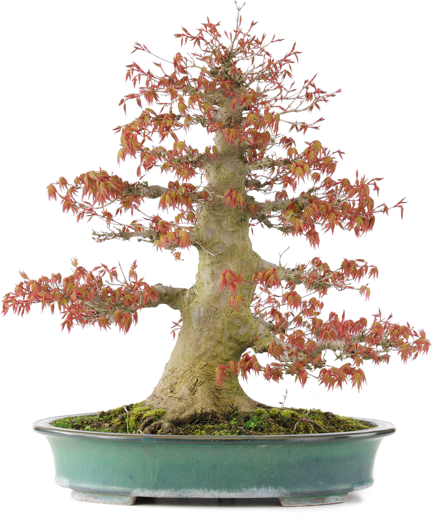 Acer palmatum, 52 cm, ± 35 years old, with a nebari of 25 cm in a ...