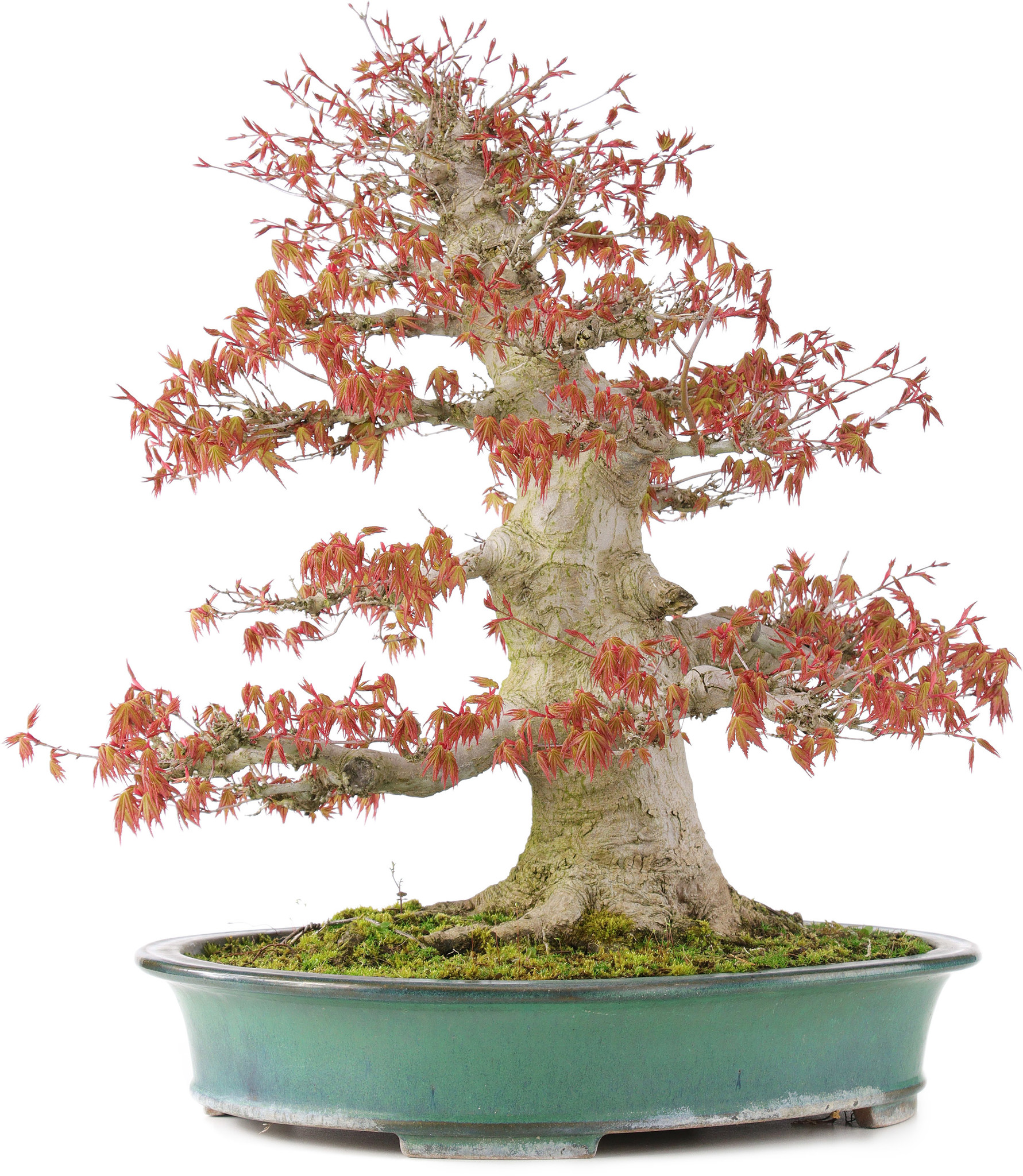 Acer palmatum, 52 cm, ± 35 years old, with a nebari of 25 cm in a ...