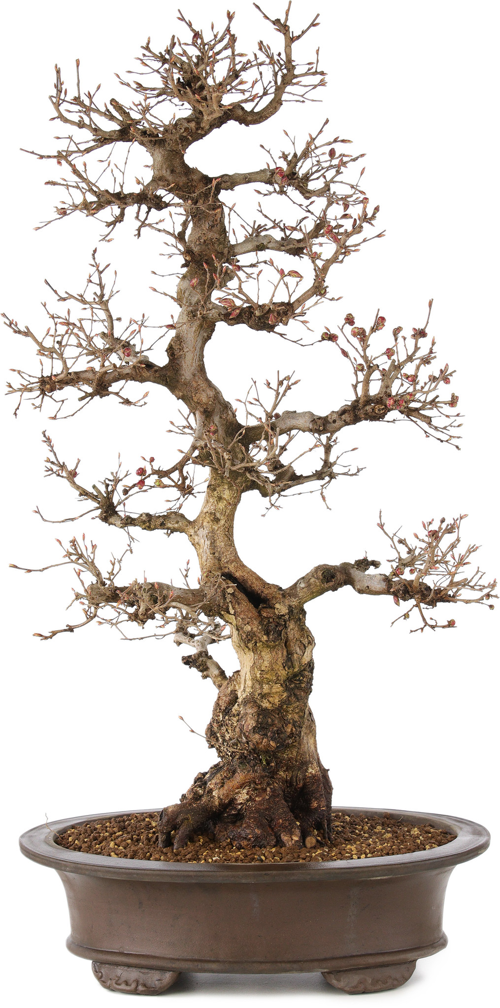 Carpinus coreana, 75 cm, ± 30 ans - Bonsai Plaza