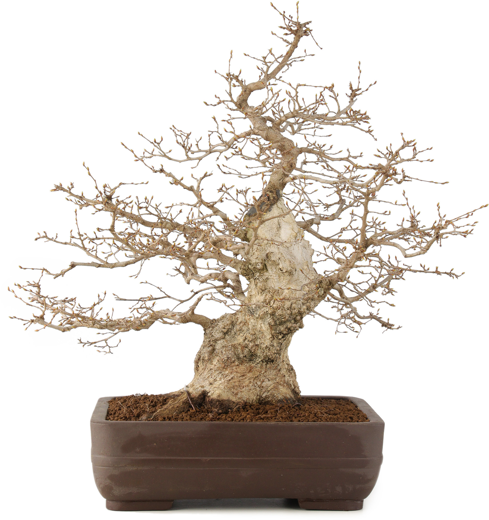 Carpinus coreana, 58 cm, ± 35 ans - Bonsai Plaza