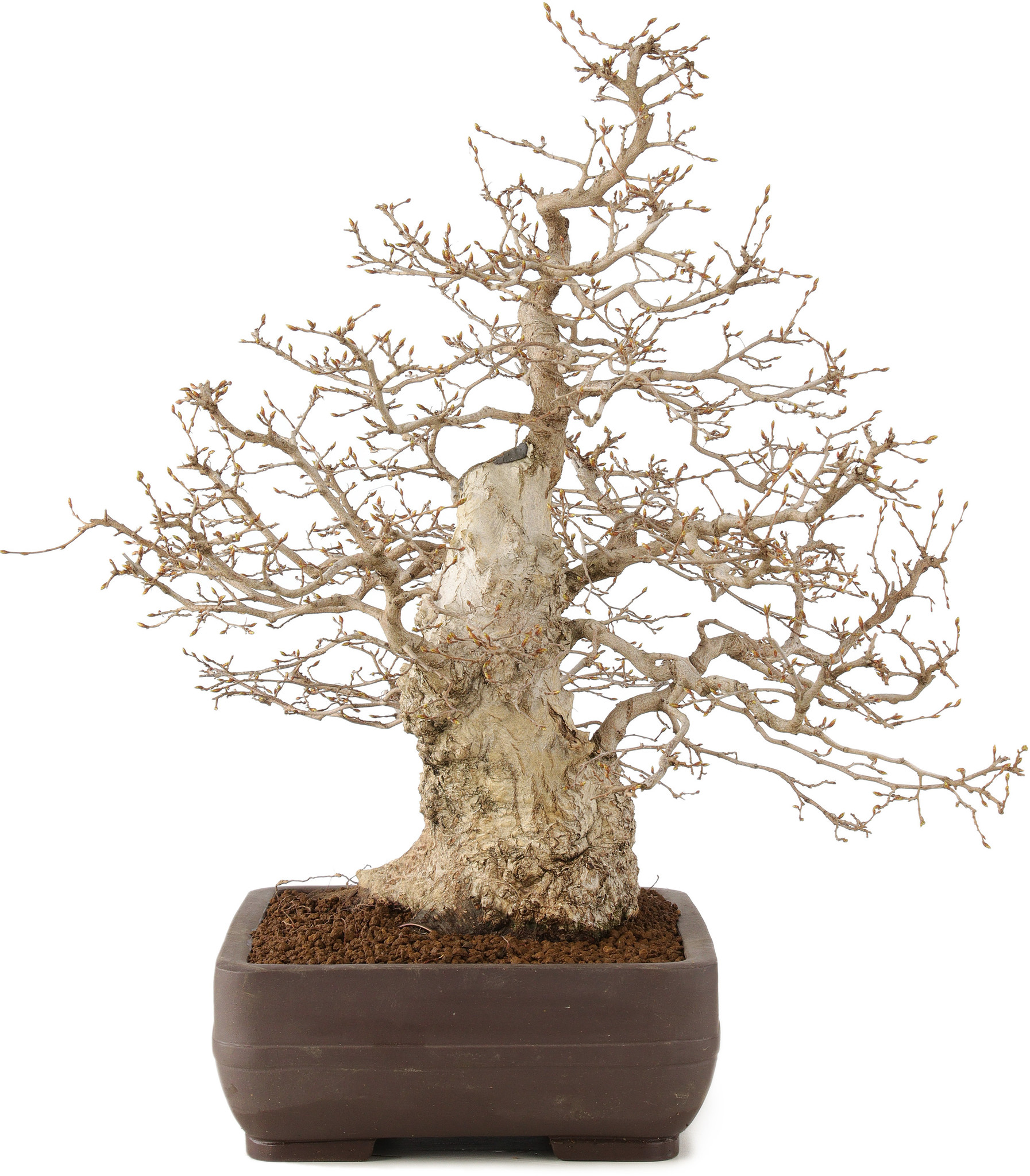 Carpinus coreana, 58 cm, ± 35 years old - Bonsai Plaza