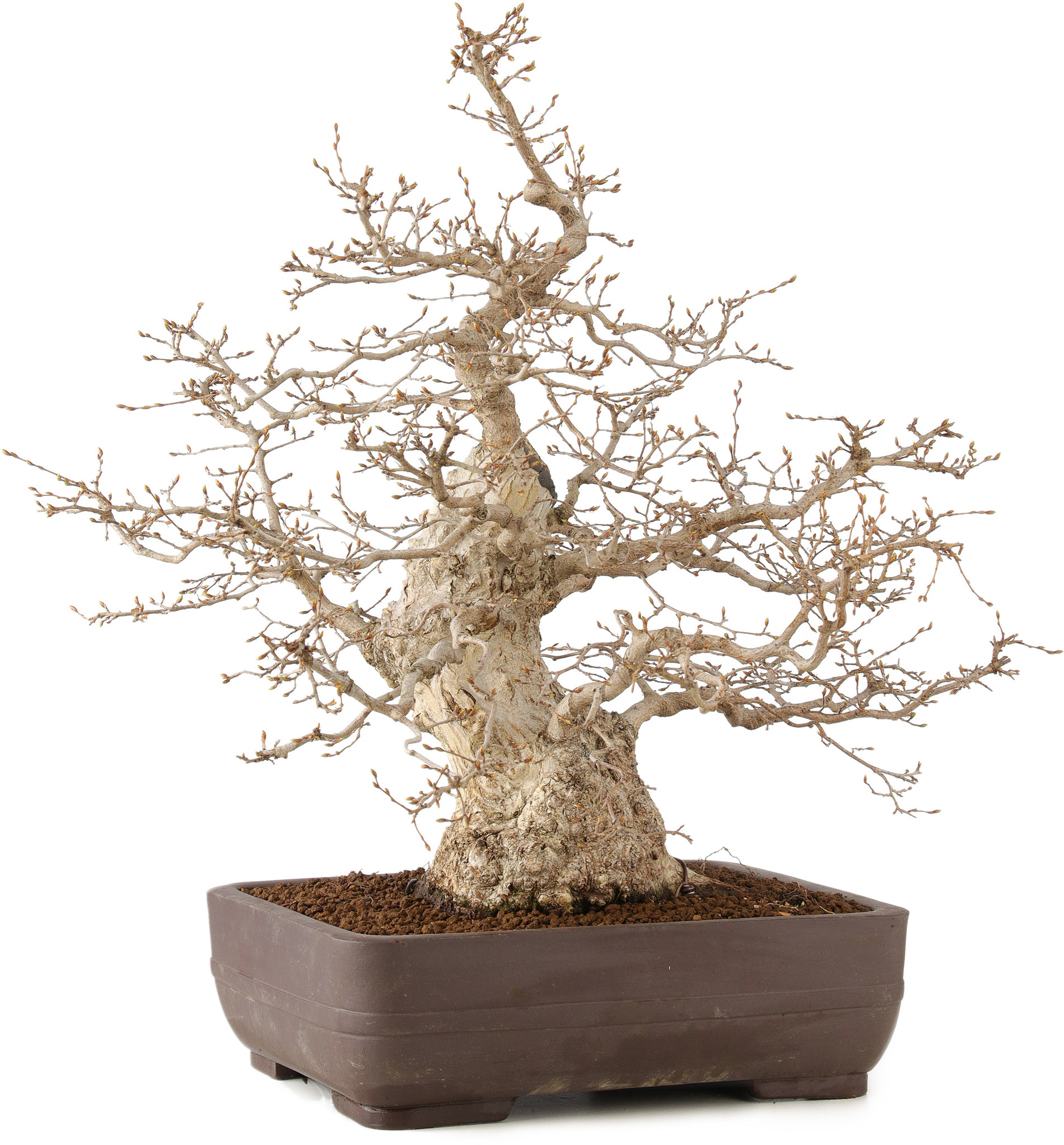 Carpinus coreana, 58 cm, ± 35 years old - Bonsai Plaza