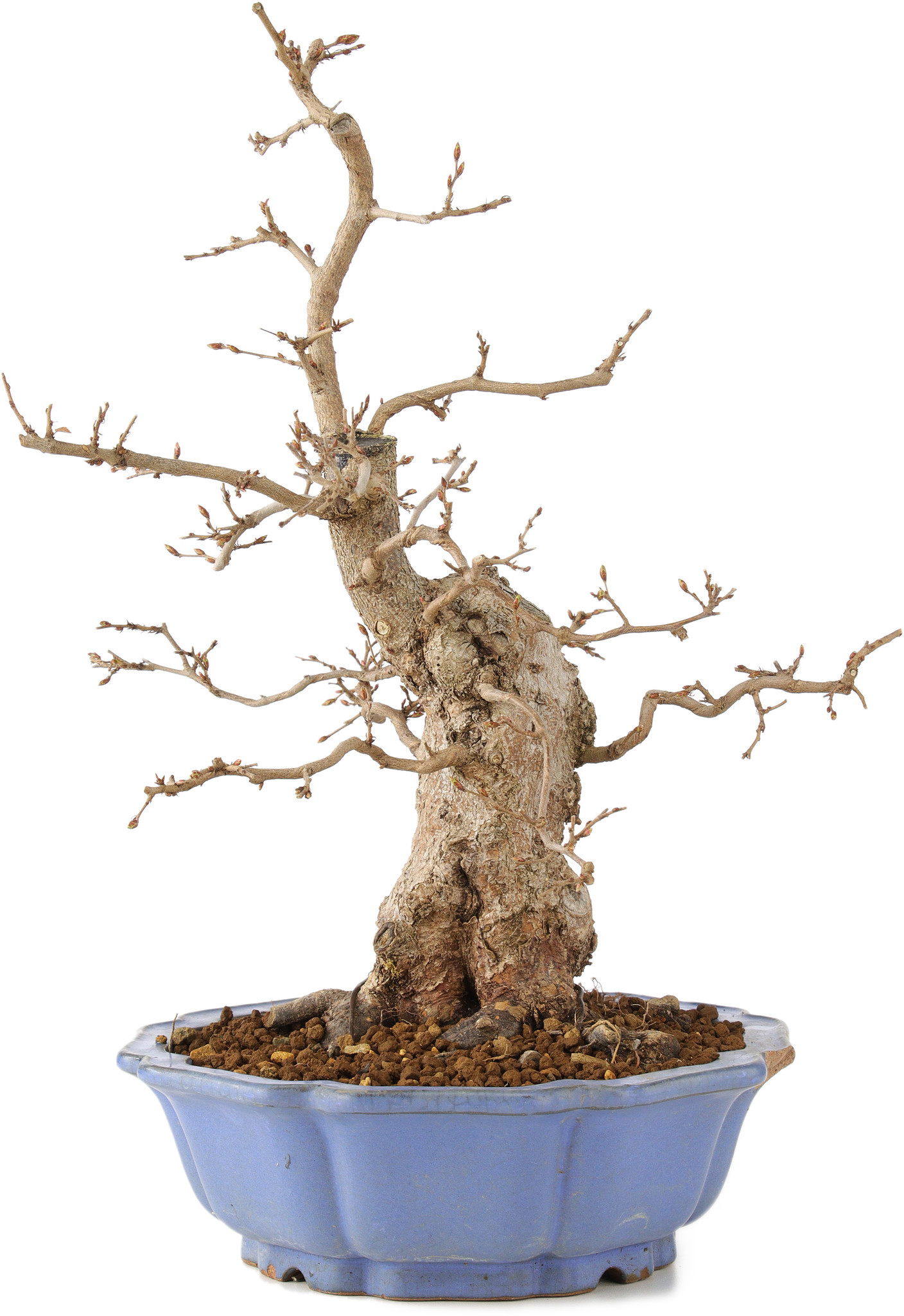 Carpinus coreana, 40 cm, ± 20 years old - Bonsai Plaza