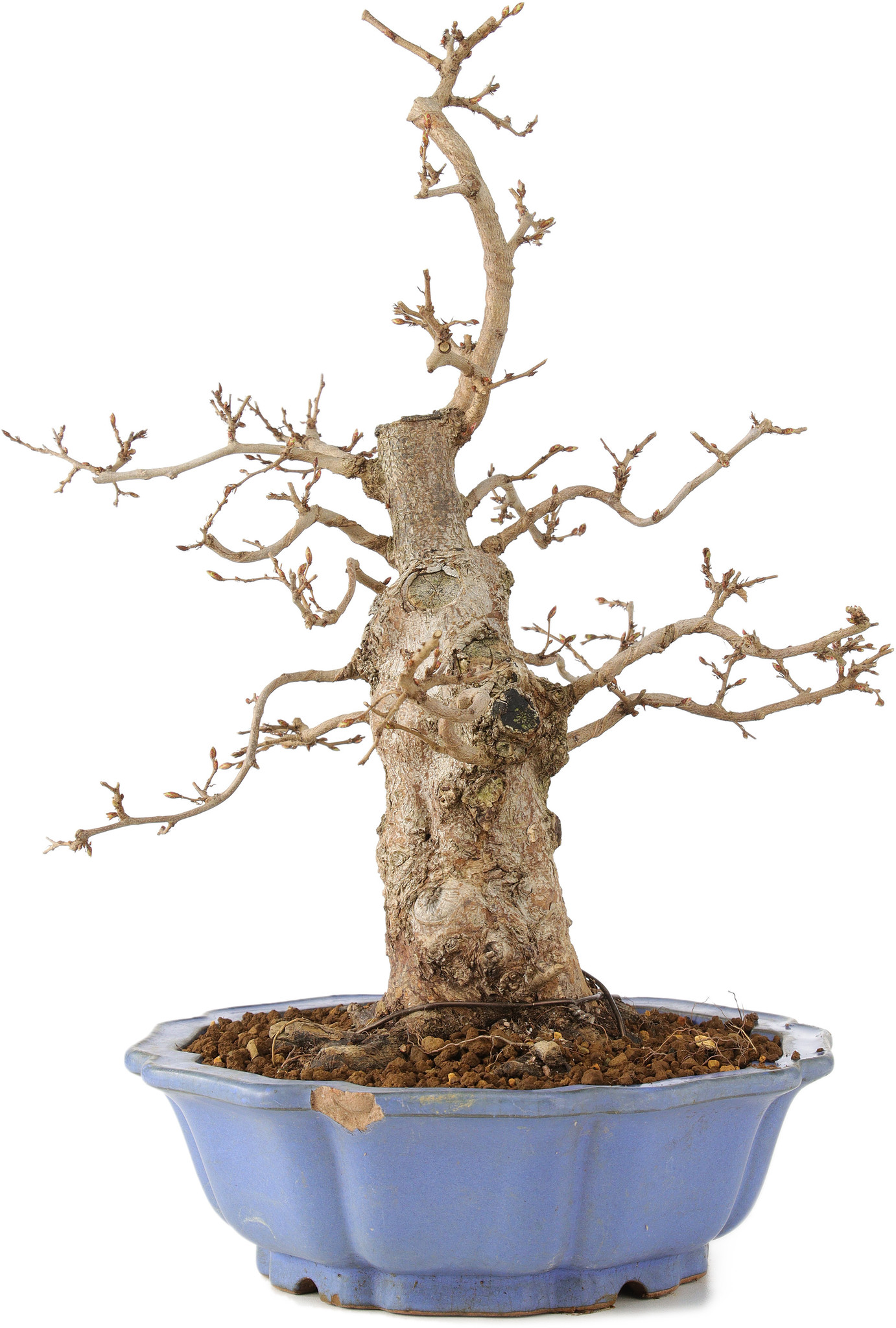 Carpinus coreana, 40 cm, ± 20 years old - Bonsai Plaza