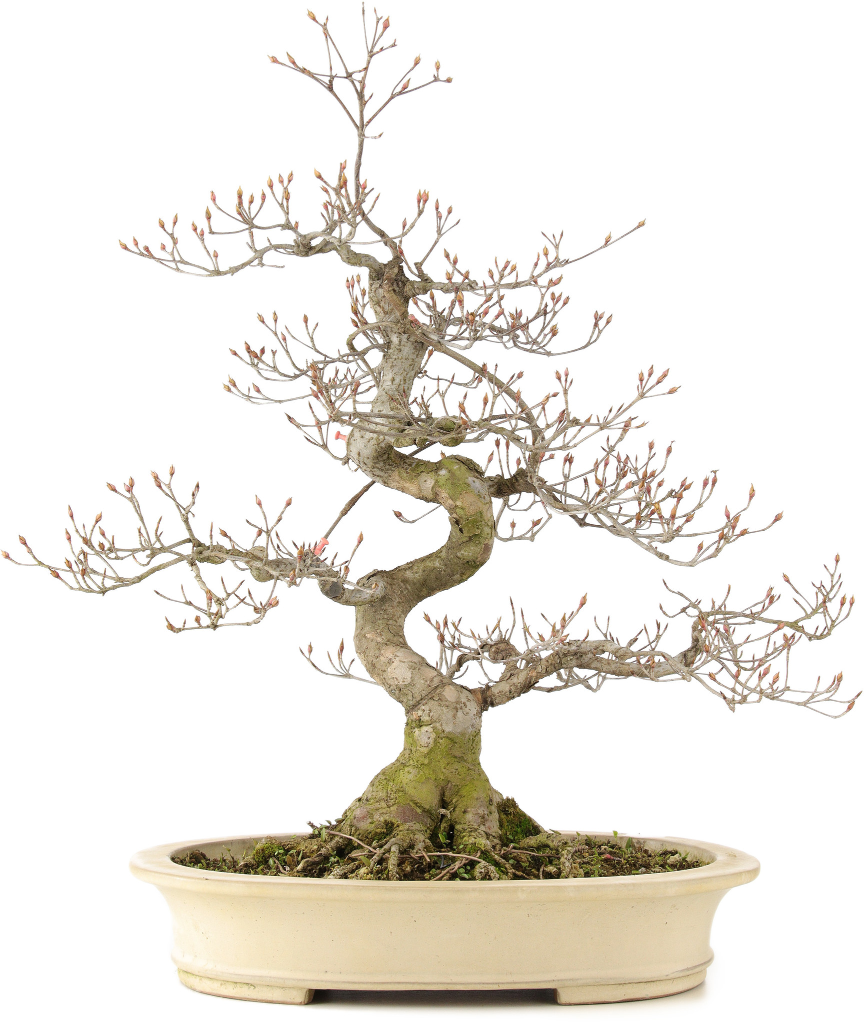 Cornus kousa, 66 cm, ± 20 jaar oud - Bonsai Plaza