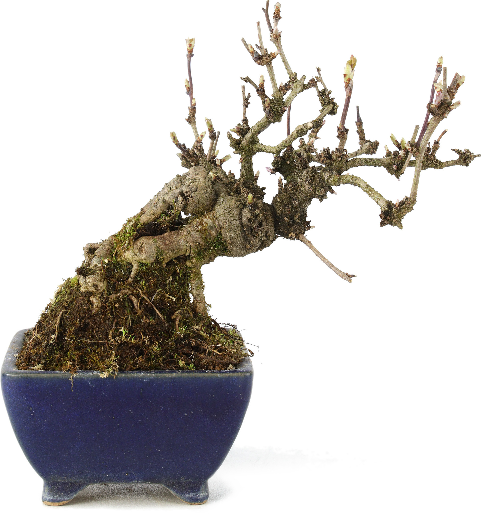 Akebia quinata, 18 cm, ± 15 años - Bonsai Plaza