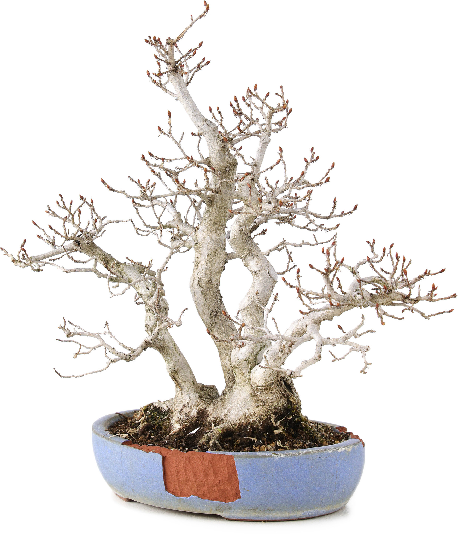 Carpinus coreana, 29 cm, ± 25 years old, in a broken pot - Bonsai Plaza