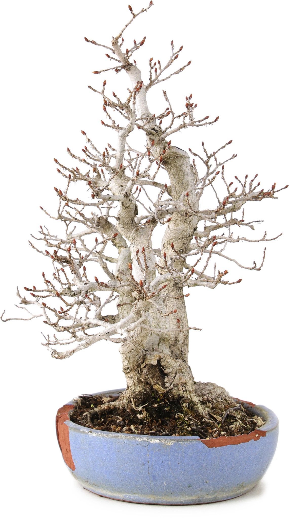 Carpinus coreana, 29 cm, ± 25 years old, in a broken pot - Bonsai Plaza