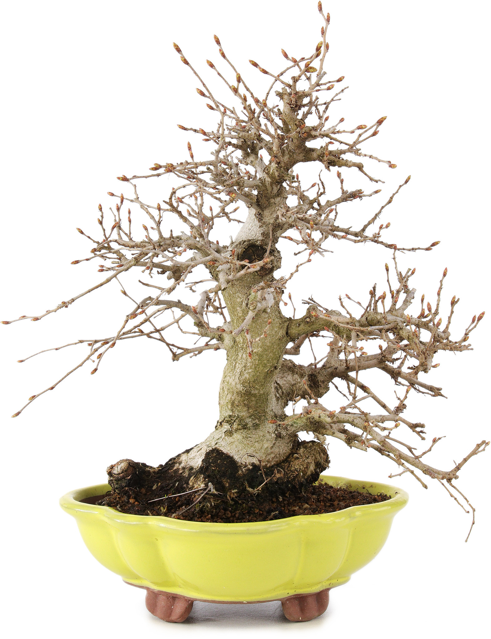 Carpinus coreana, 26 cm, ± 20 years old - Bonsai Plaza