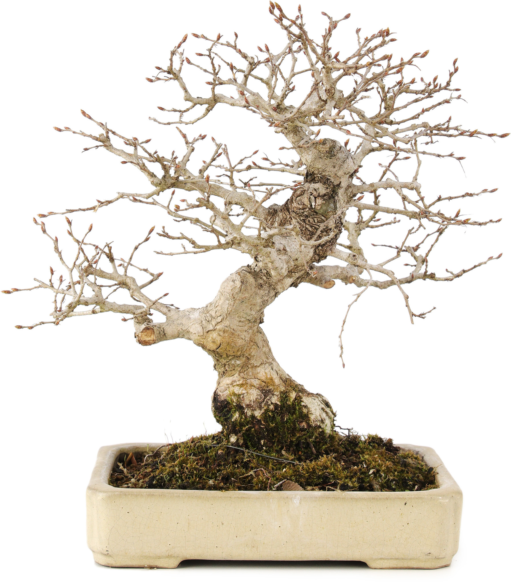 Carpinus coreana, 25 cm, ± 25 anni - Bonsai Plaza