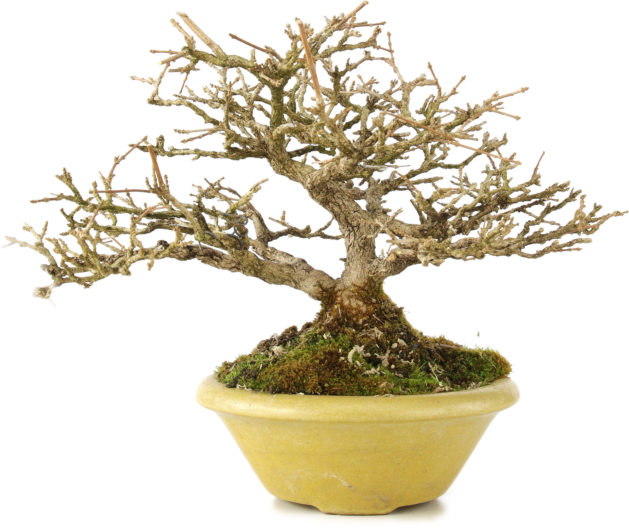 Premna japonica, 16,5 cm, ± 17 ans - Bonsai Plaza