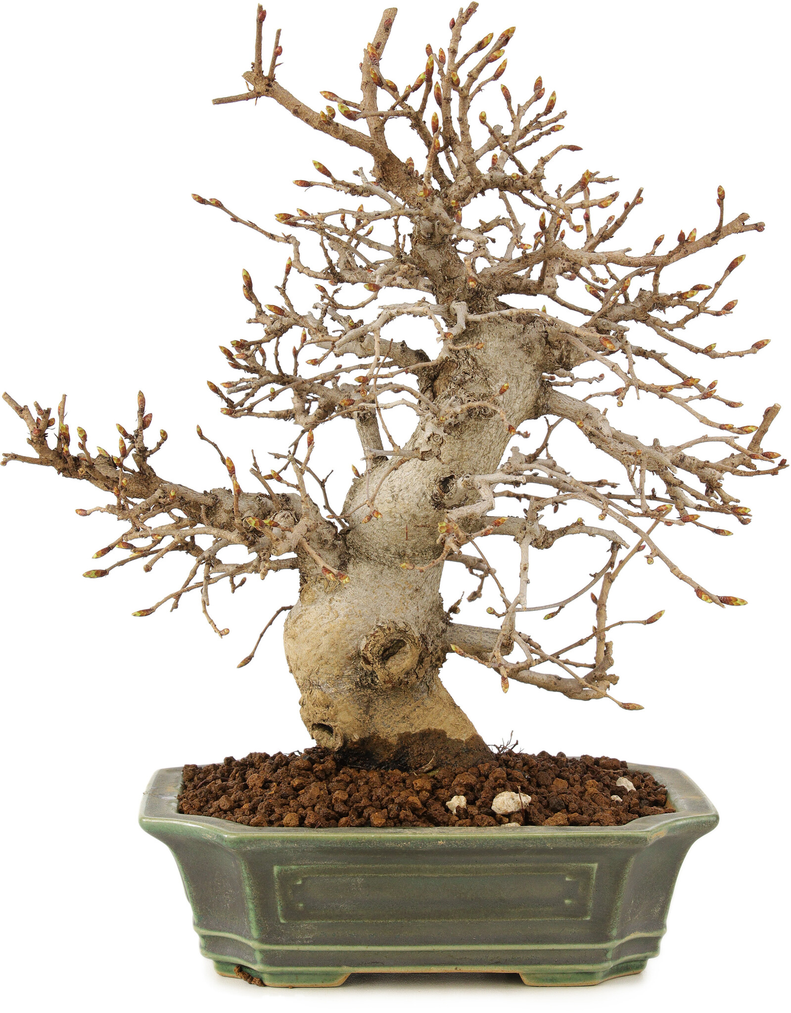 Carpinus coreana, 24 cm, ± 20 years old - Bonsai Plaza