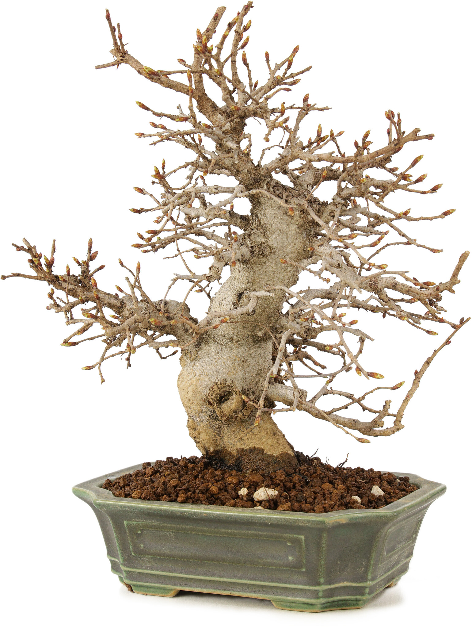 Carpinus coreana, 24 cm, ± 20 years old - Bonsai Plaza