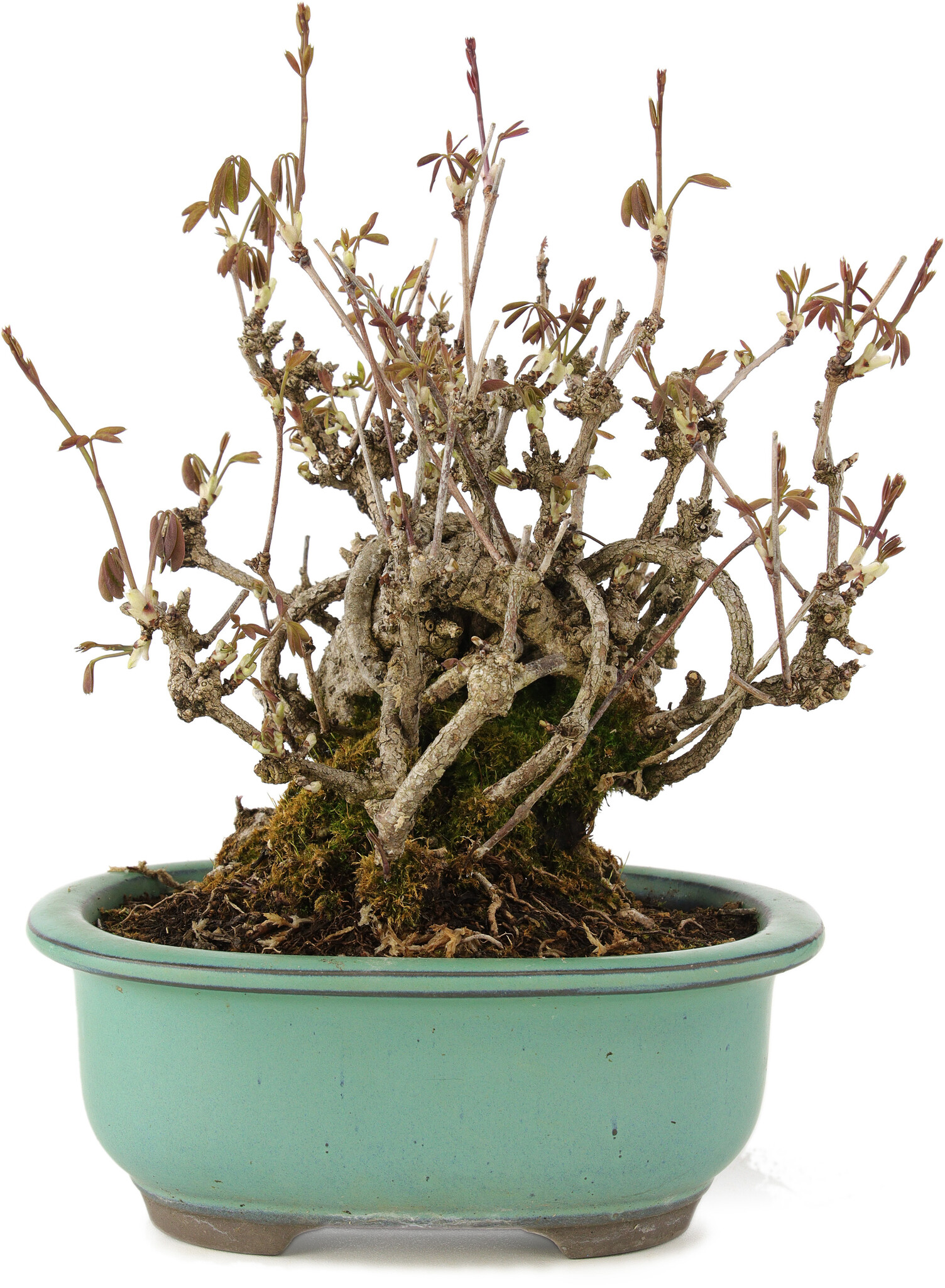Akebia quinata, 20 cm, ± 20 ans, à fleurs violettes - Bonsai Plaza