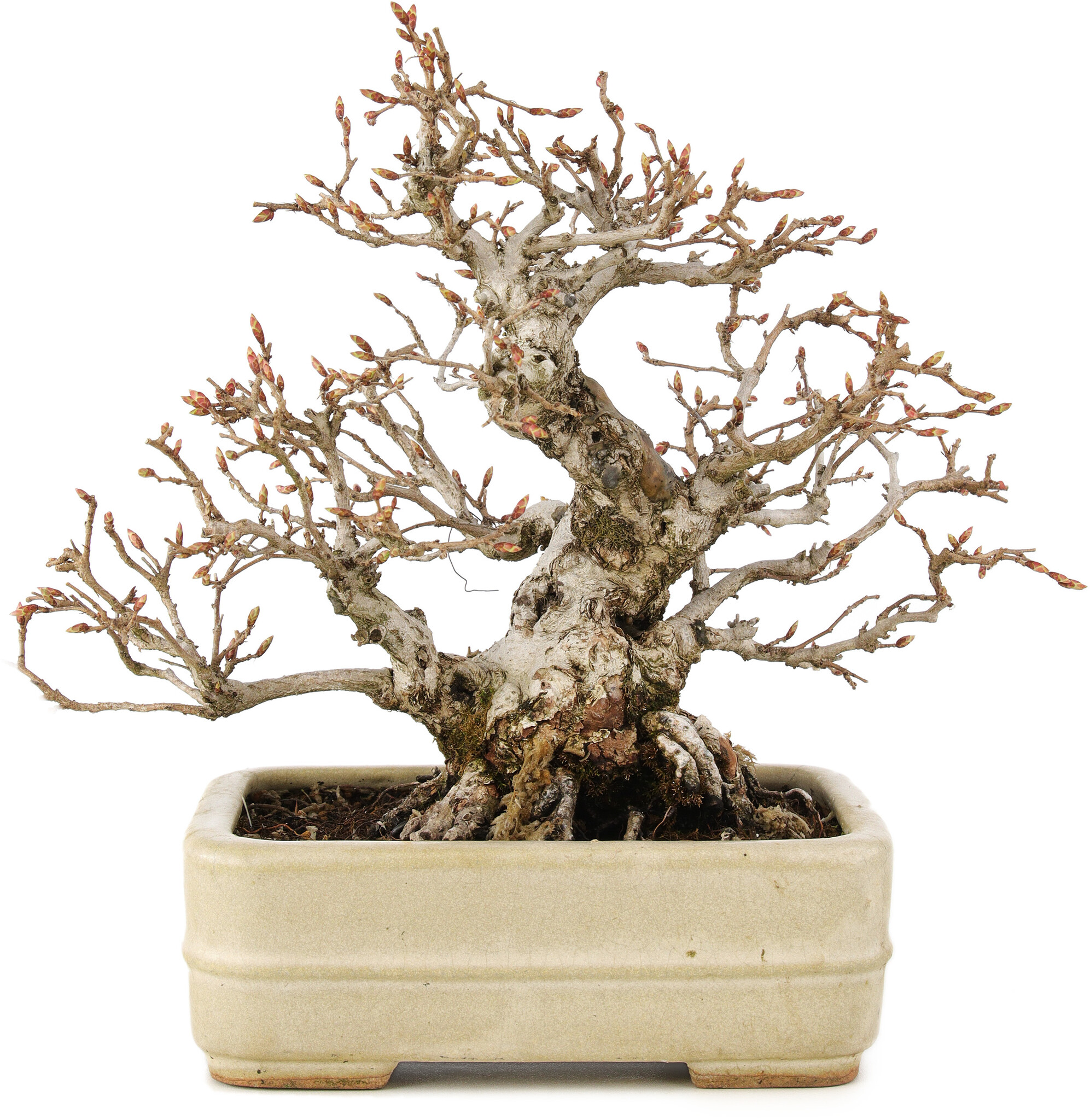 Carpinus coreana, 22 cm, ± 35 años, en una olla japonesa hecha a mano ...