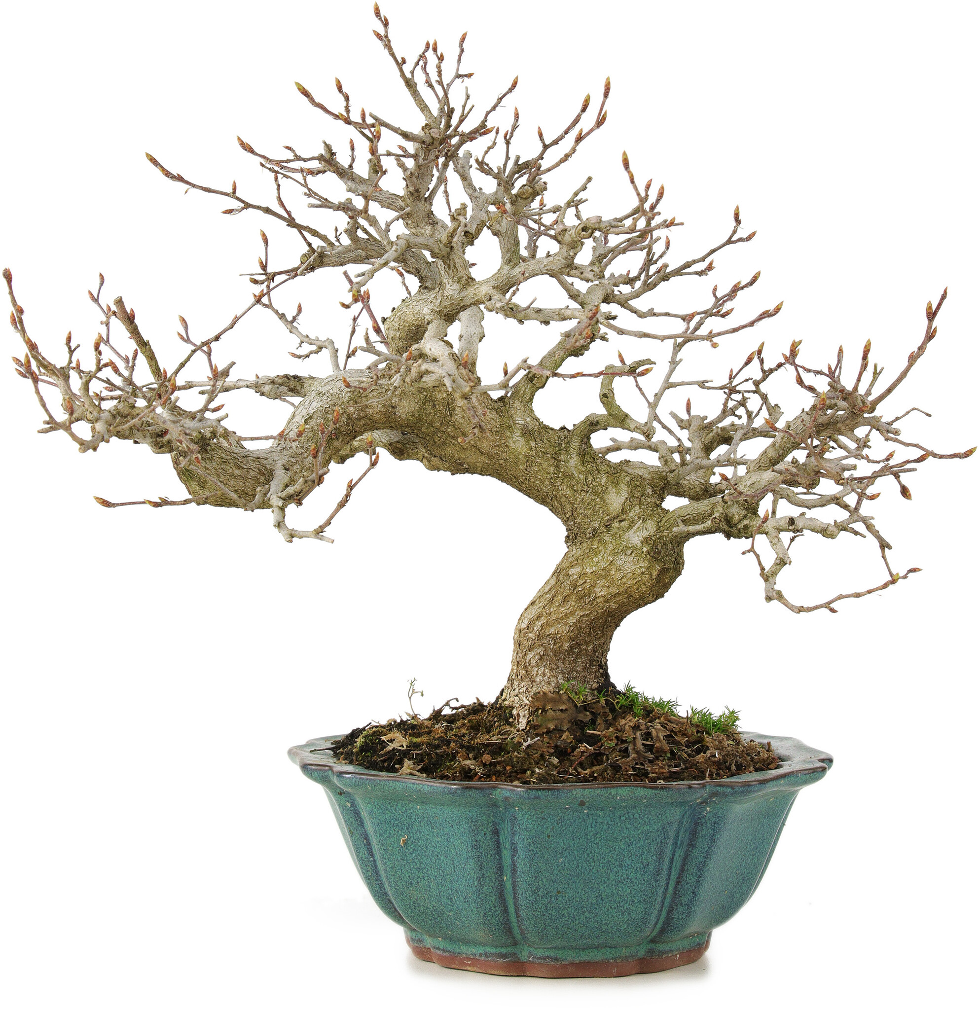 Carpinus coreana, 24,5 cm, ± 25 years old - Bonsai Plaza