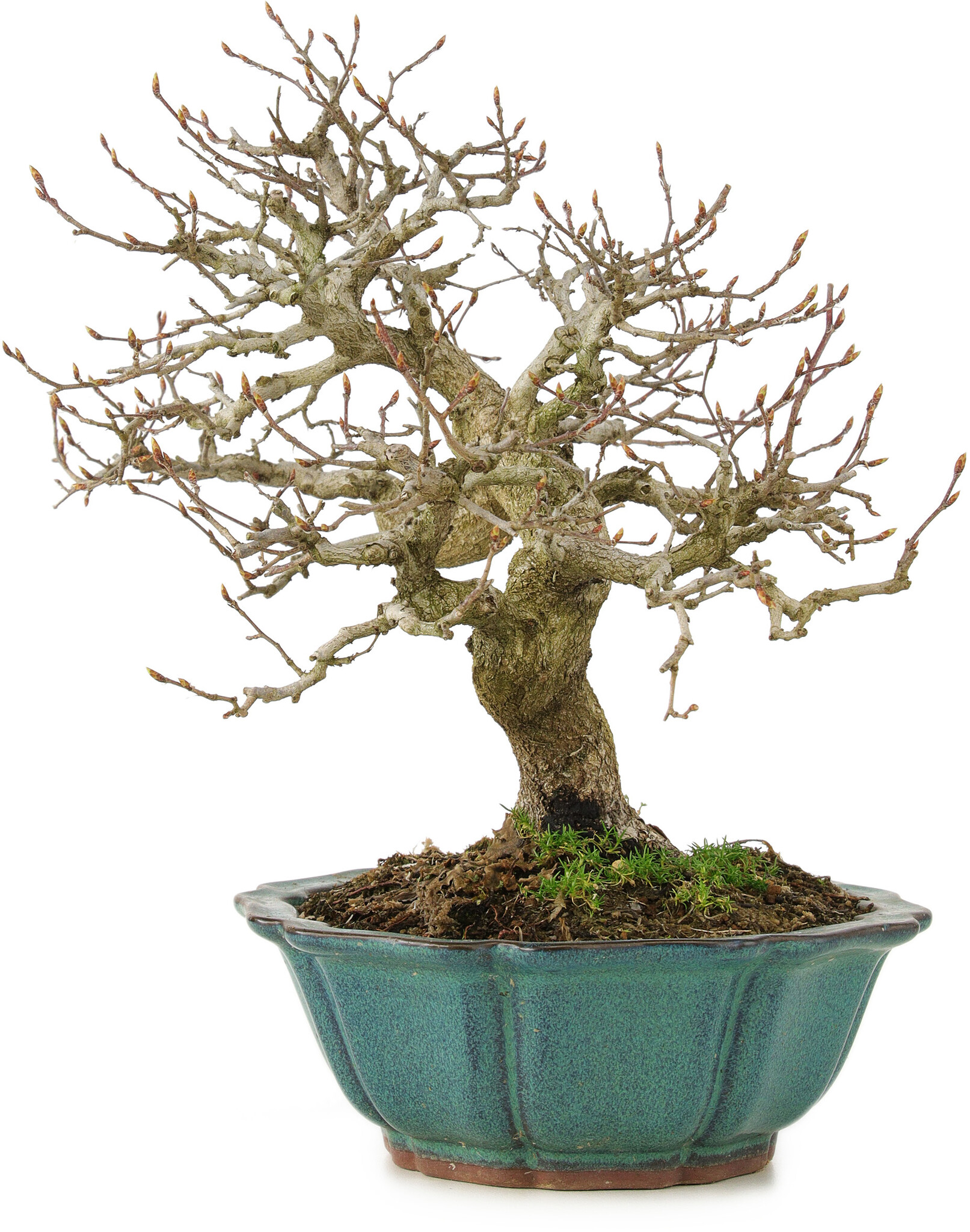 Carpinus coreana, 24,5 cm, ± 25 years old - Bonsai Plaza