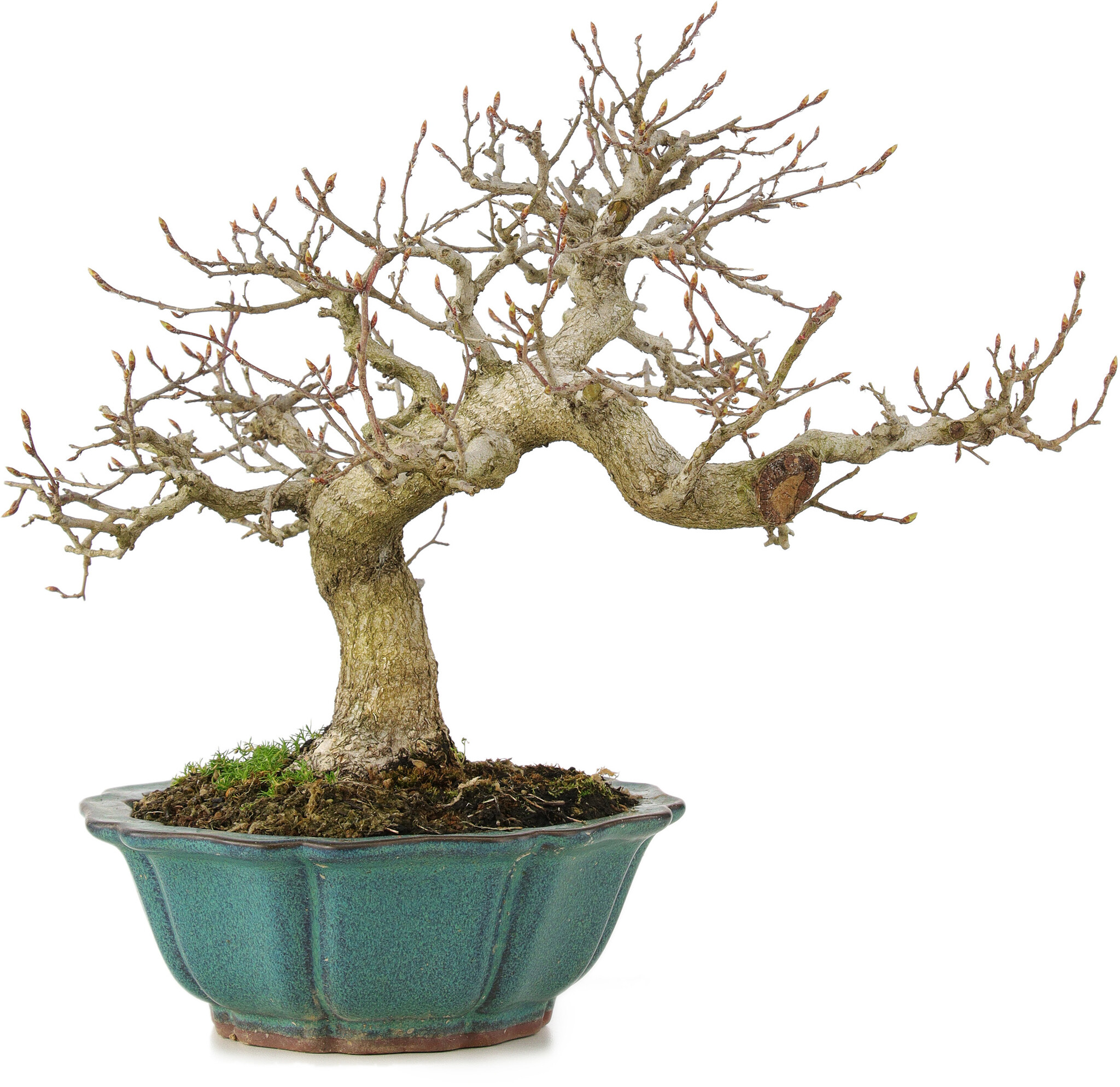 Carpinus coreana, 24,5 cm, ± 25 years old - Bonsai Plaza