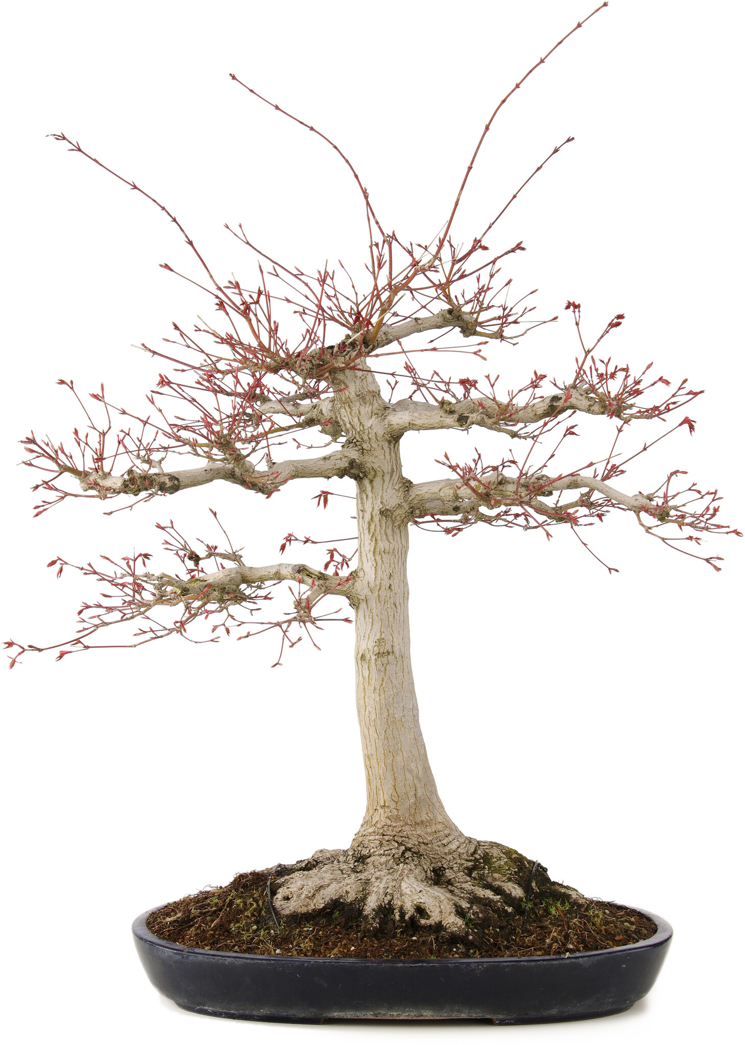 Acer palmatum, 63 cm, ± 25 Jahre alt, mit einem Nebari von 26 cm in ...