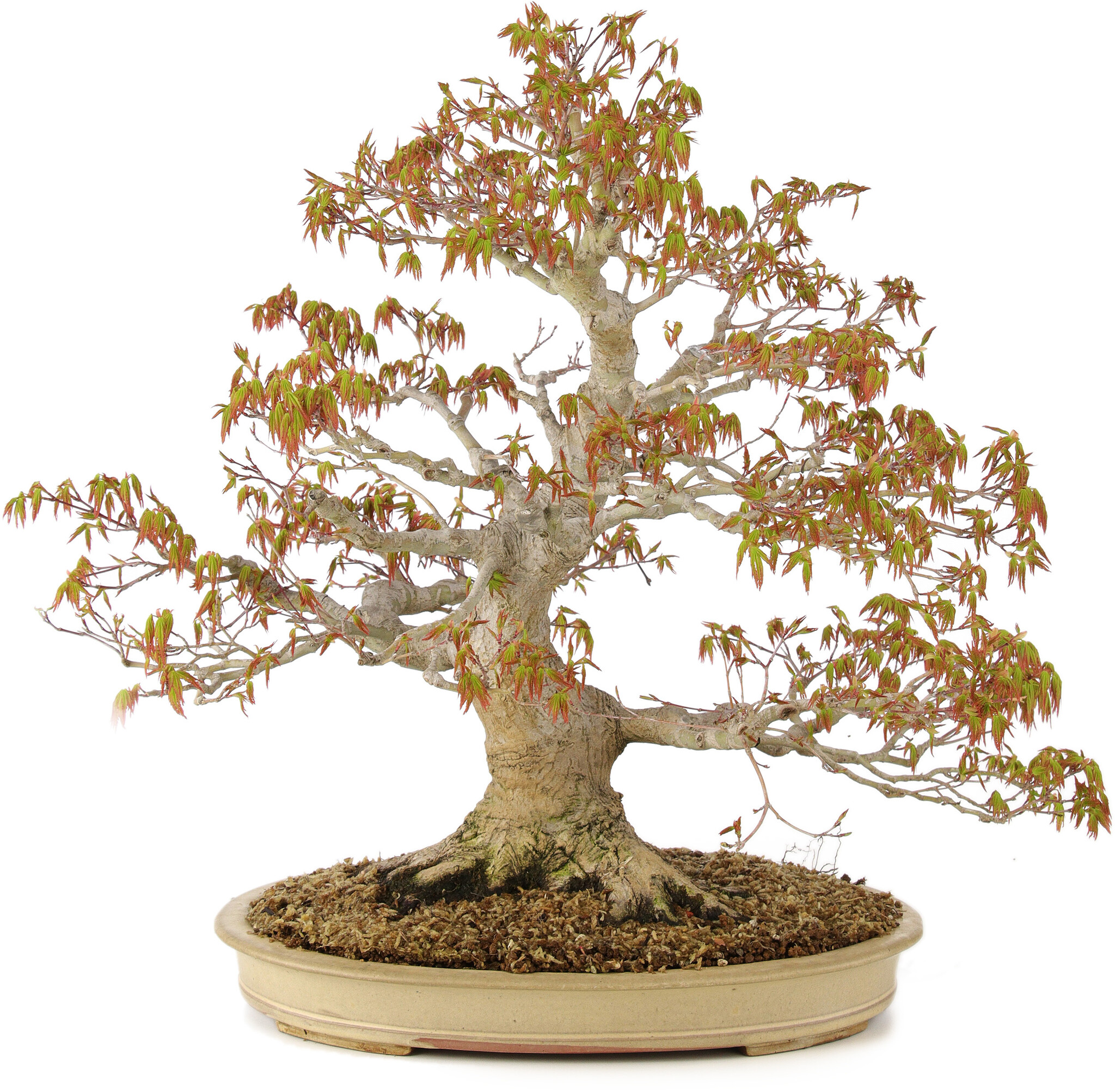 Acer palmatum, 47 cm, ± 30 Jahre alt, mit einem Nebari von 11 cm ...