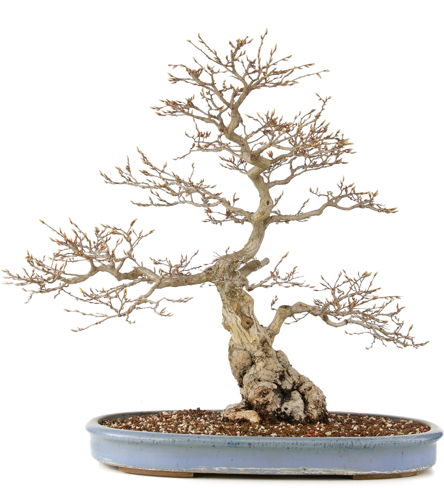 Carpinus coreana, 73 cm, ± 60 years old - Bonsai Plaza