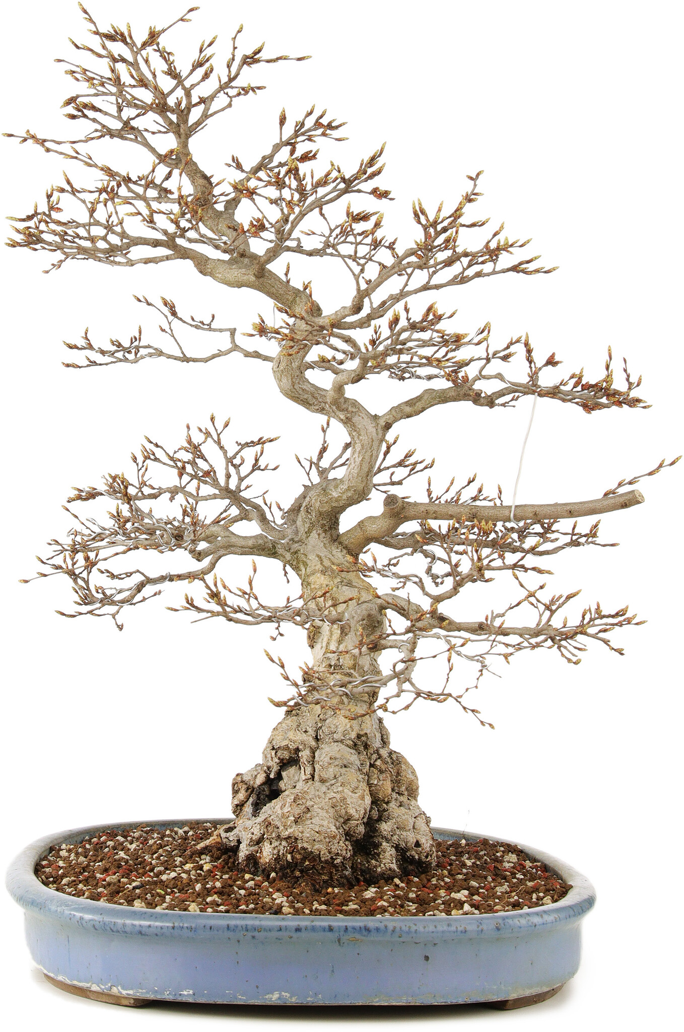 Carpinus coreana, 73 cm, ± 60 years old - Bonsai Plaza